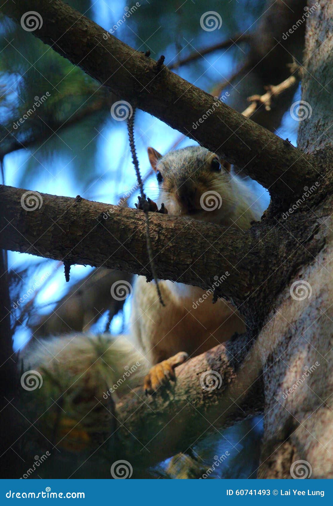 Shy squirrel says Hi stock image. Image of animal, iowa - 60741493