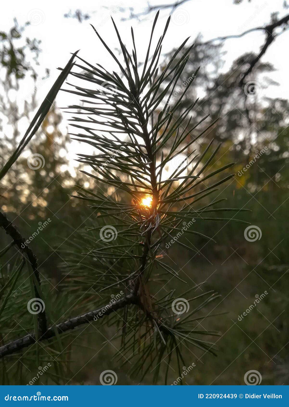 Shy sunset II stock image. Image of sunset, forest, foreground - 220924439