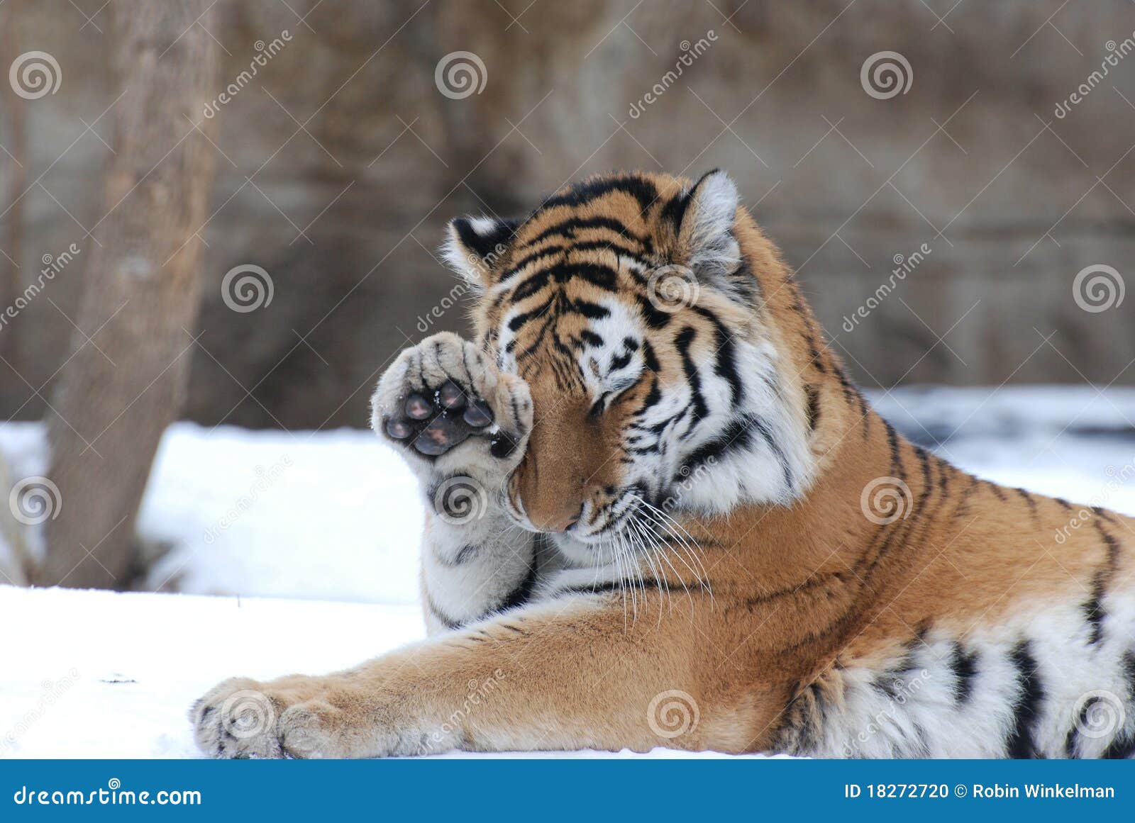 Shy tiger stock photo. Image of bashful, closed, tiger - 18272720
