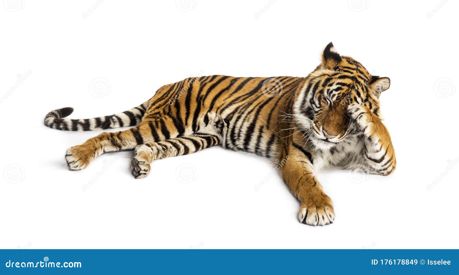 Shy Tiger Lying Down, Big Cat Stock Image - Image of grumpy, vertebrate ...