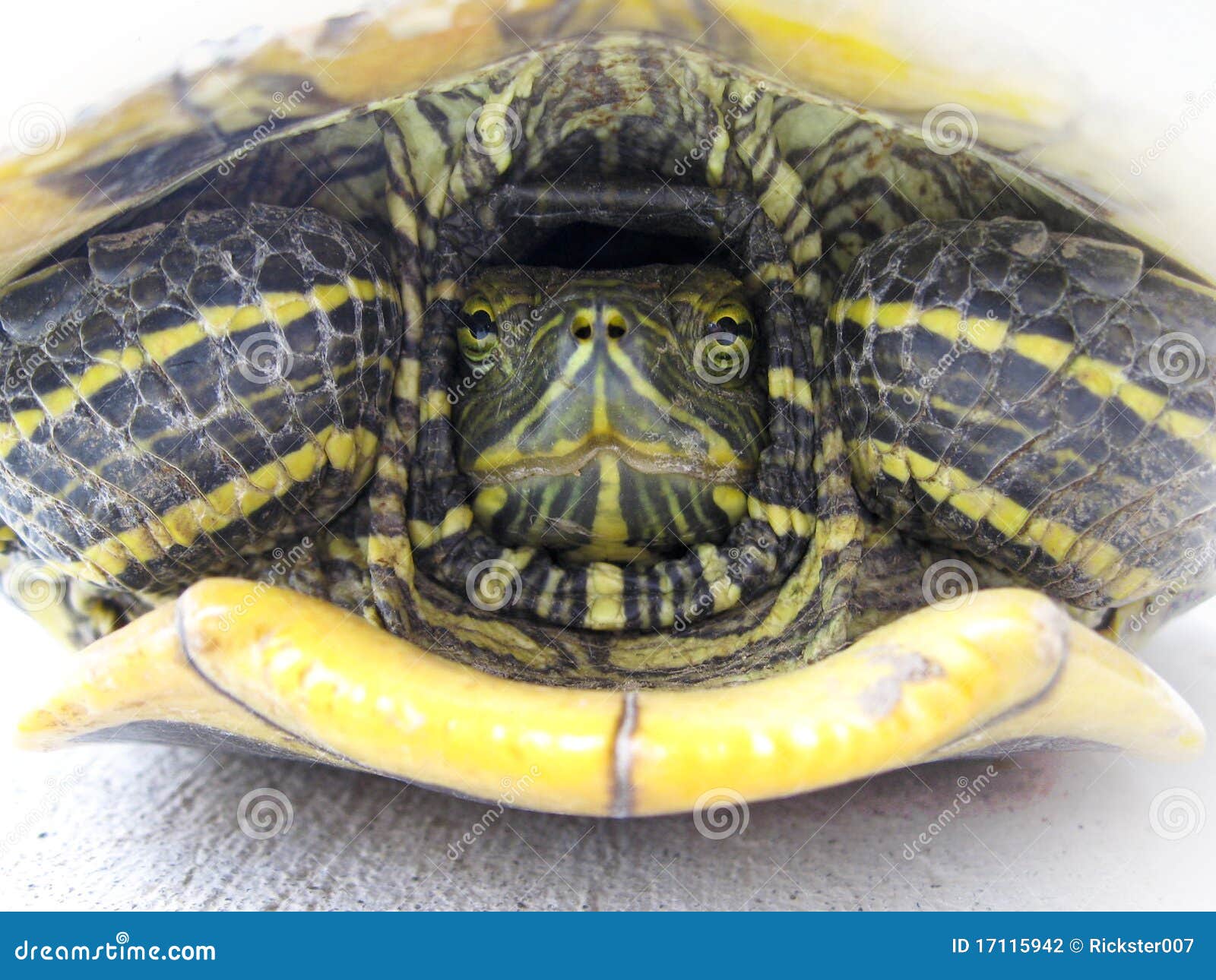Shy Turtle stock photo. Image of life, amphibian, terrapin - 17115942