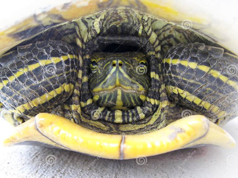 Shy Turtle stock photo. Image of life, amphibian, terrapin - 17115942