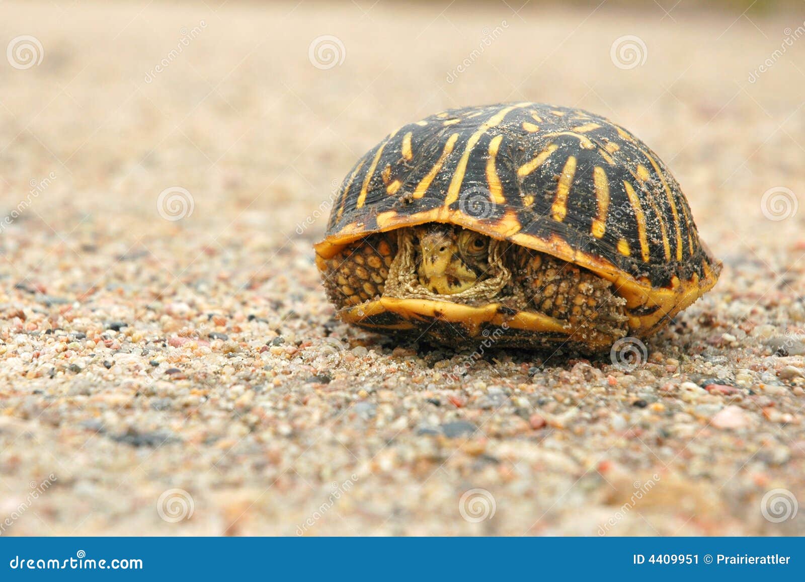 Turtle Closed Shell Stock Photos - Free & Royalty-Free Stock Photos ...