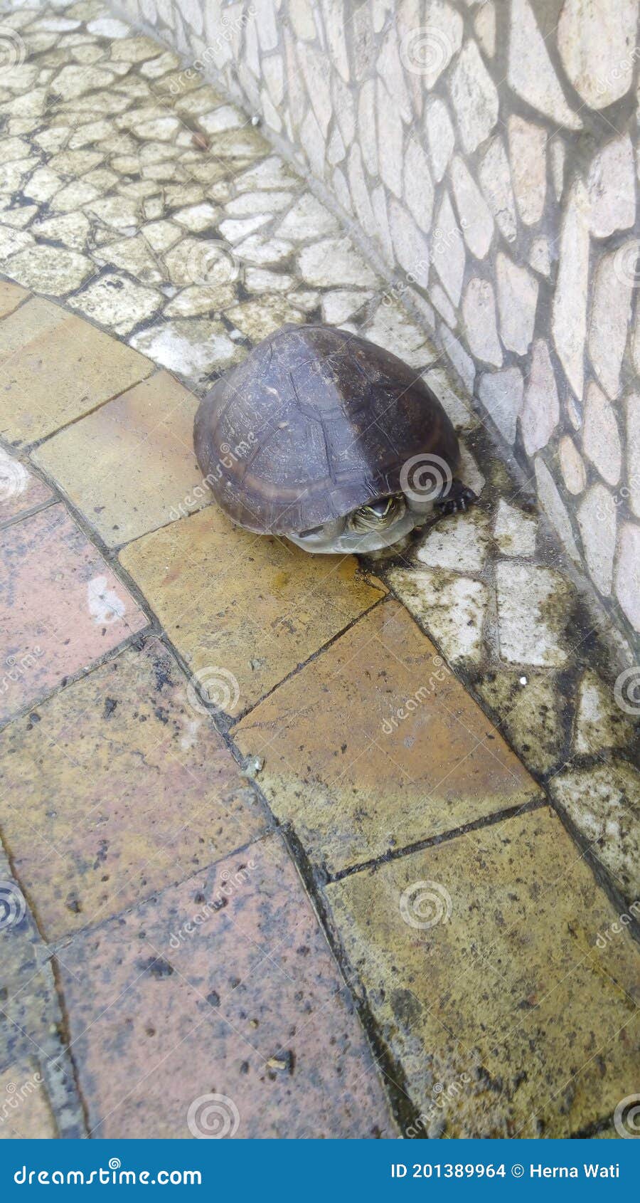 A shy turtle in the pond stock photo. Image of lizard - 201389964