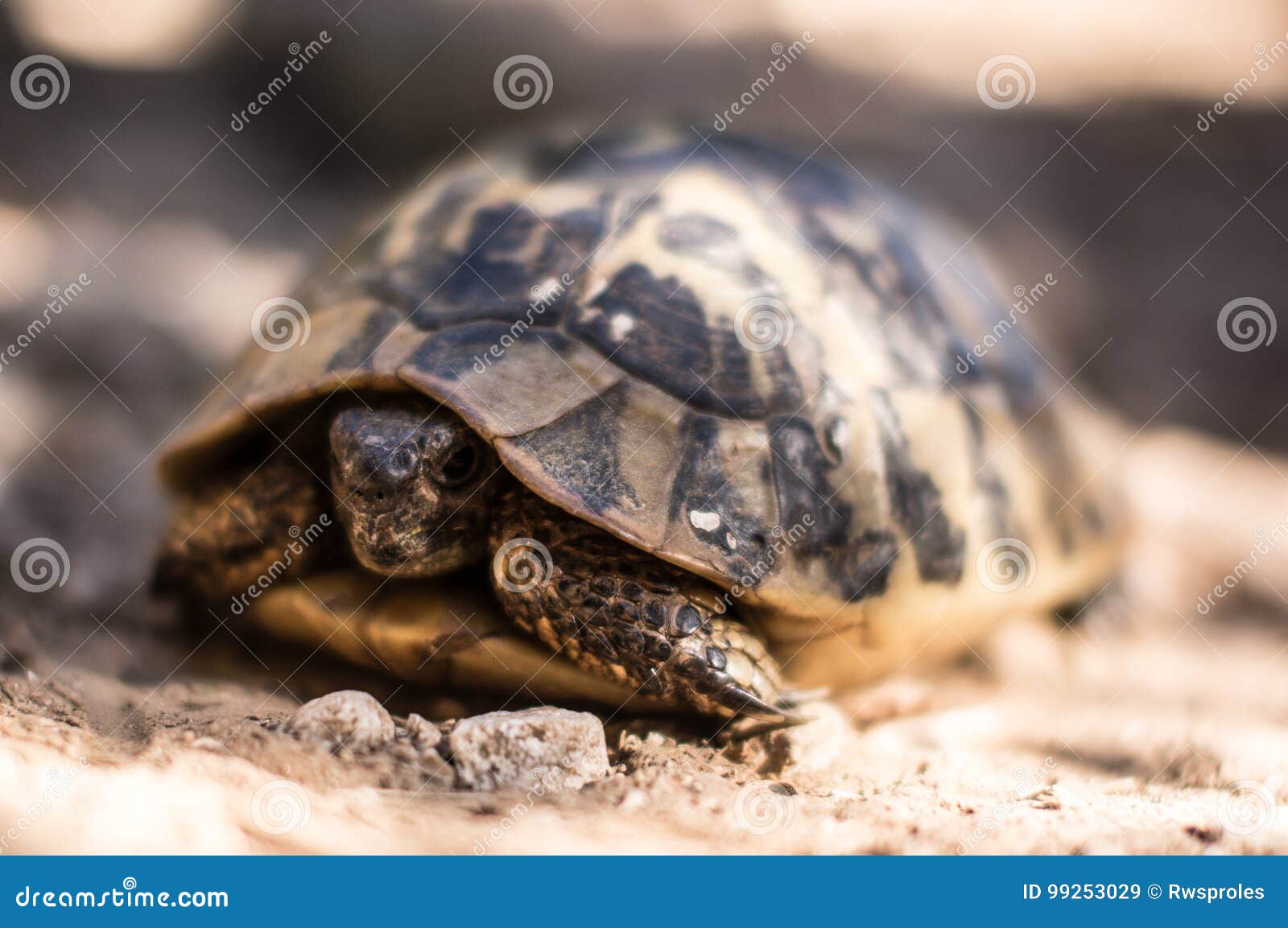 Shy turtle on rocky path stock image. Image of withdrawn - 99253029