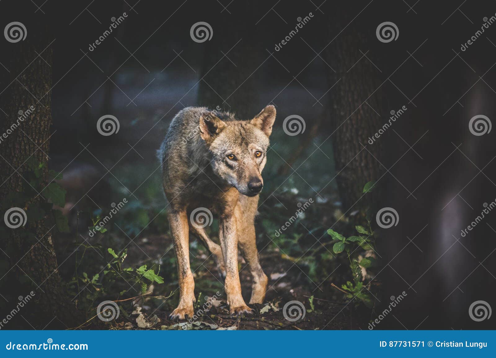 Shy wolf stock image. Image of park, nature, face, canis - 87731571