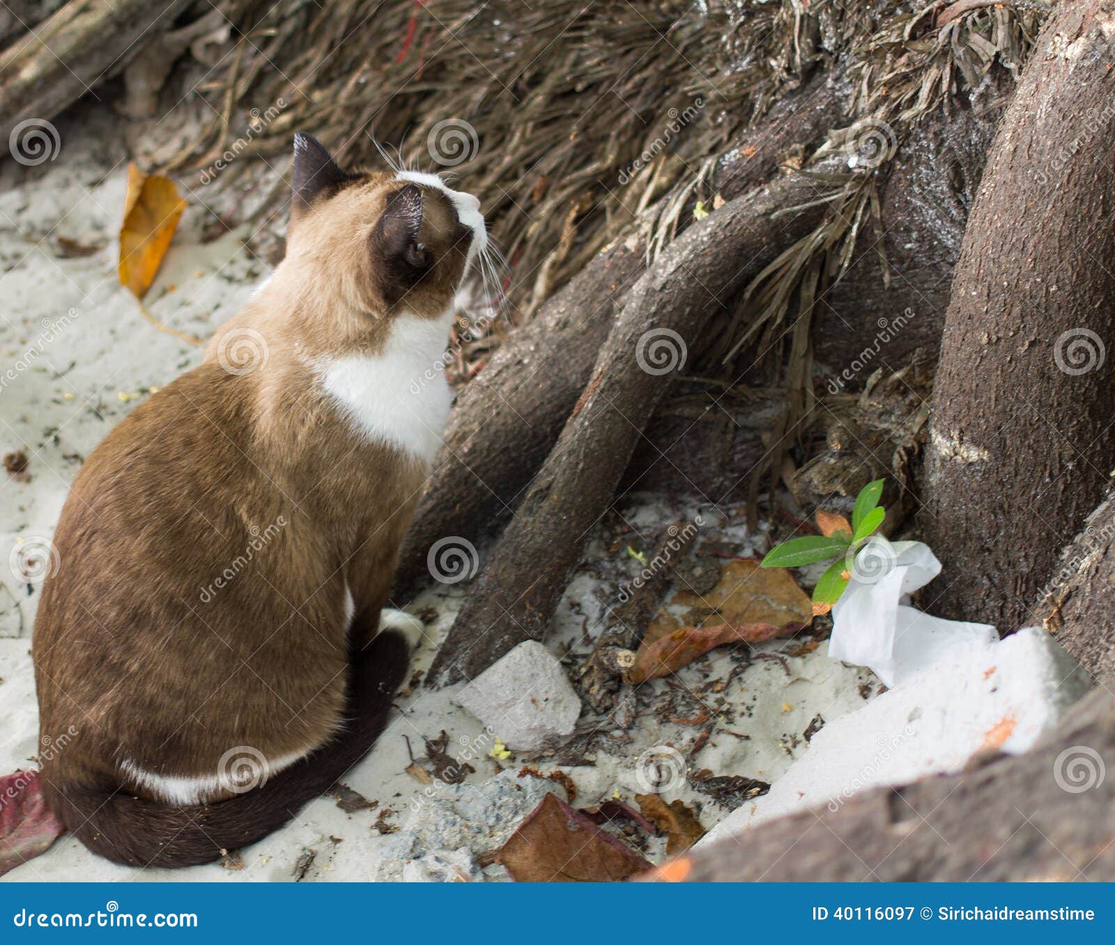 Siam cat on the beach stock image. Image of beautiful - 40116097