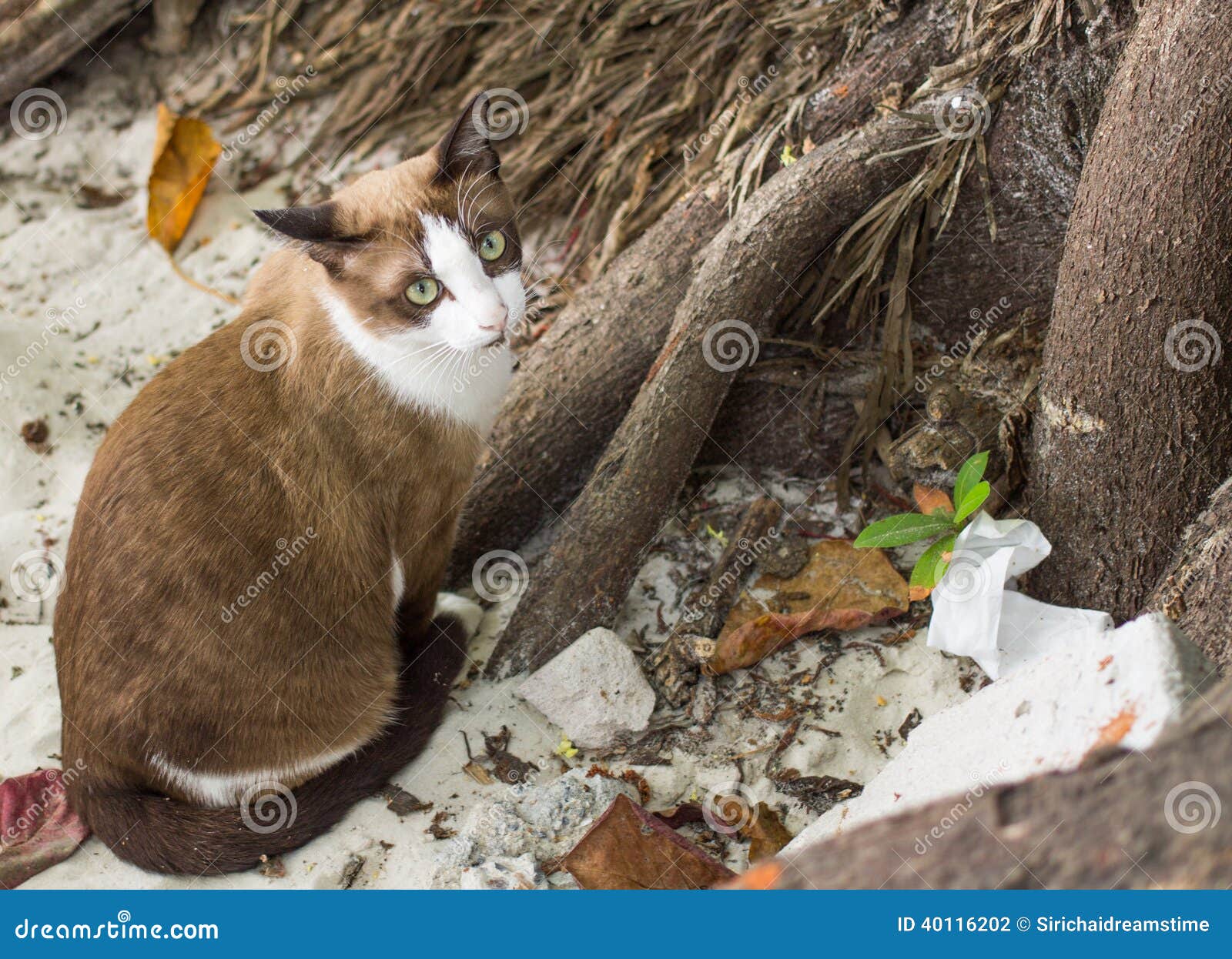 Siam cat on the beach stock photo. Image of kitty, look - 40116202