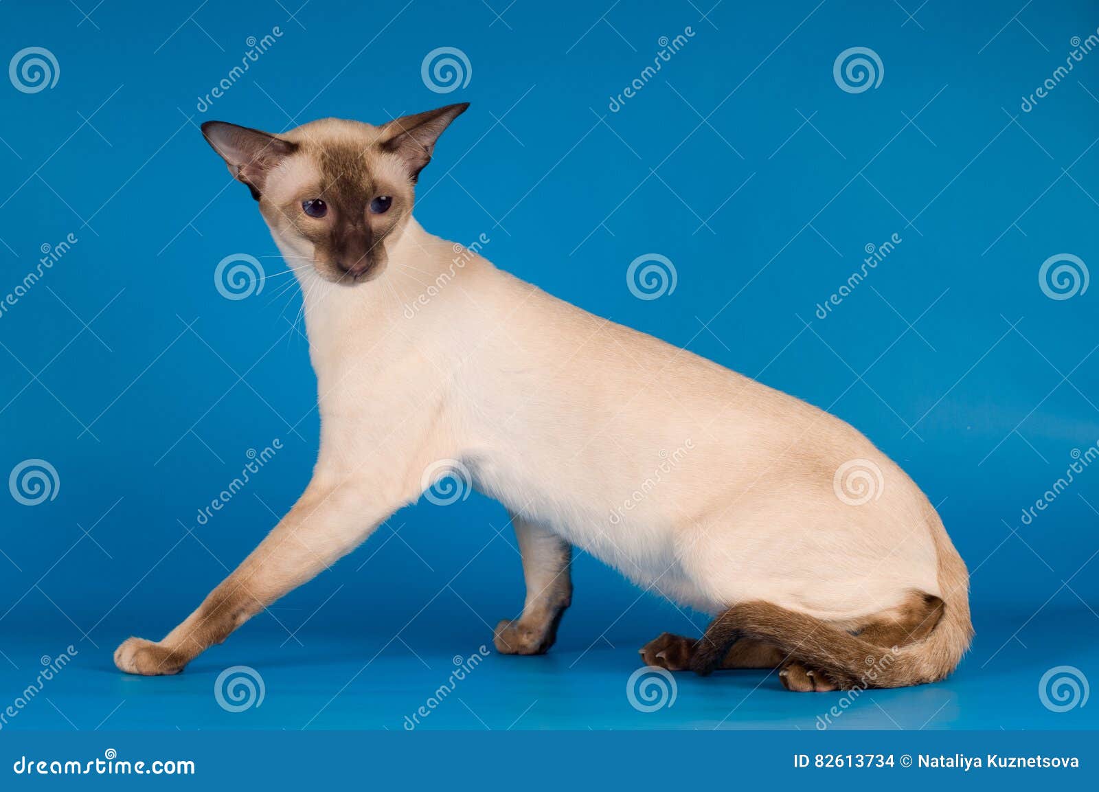Siam Cat Portrait on Blue Background Stock Photo - Image of stand ...