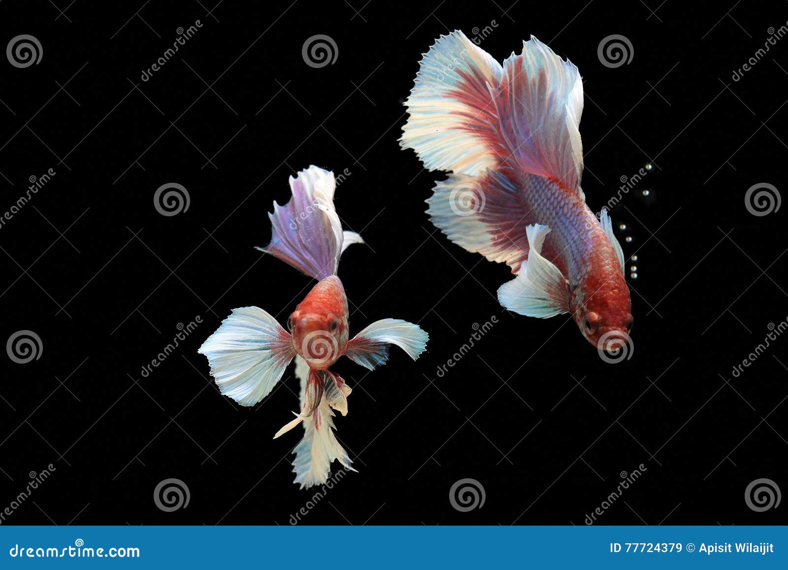 Siam Fighting Fish on Black Background. Stock Image - Image of exotic ...