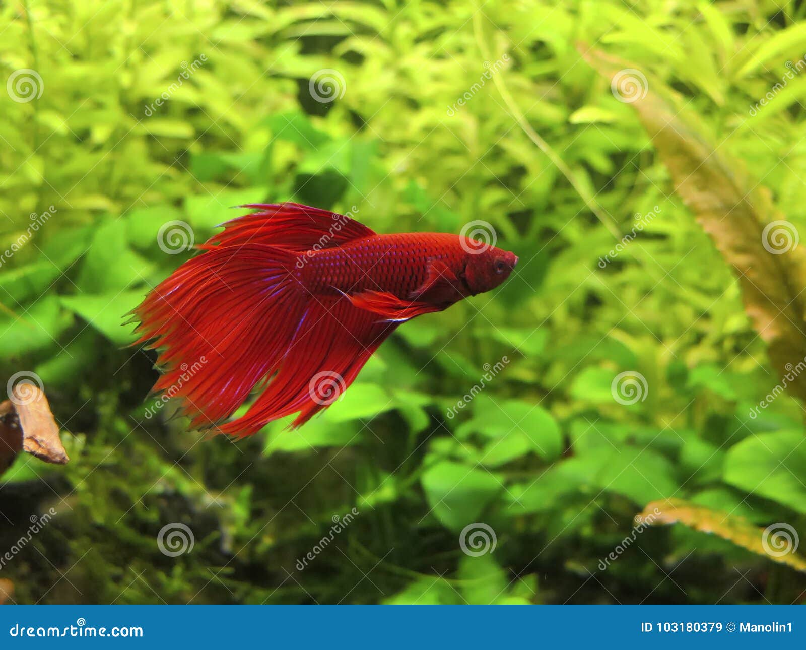 Siam fighting fish stock image. Image of movement, basin - 103180379