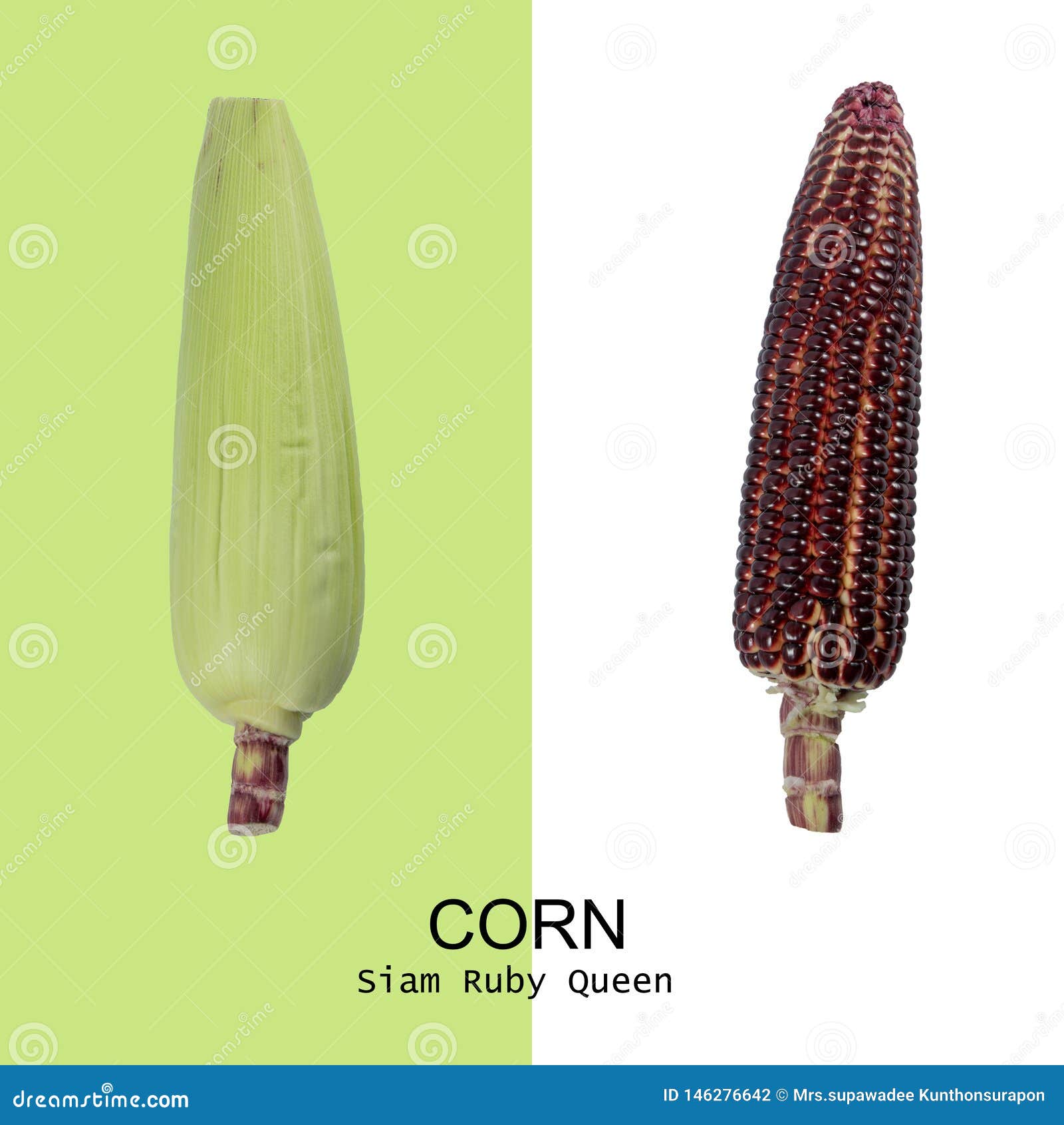 Siam Ruby Queen is Super Sweet Corn on White Background. Stock Photo ...