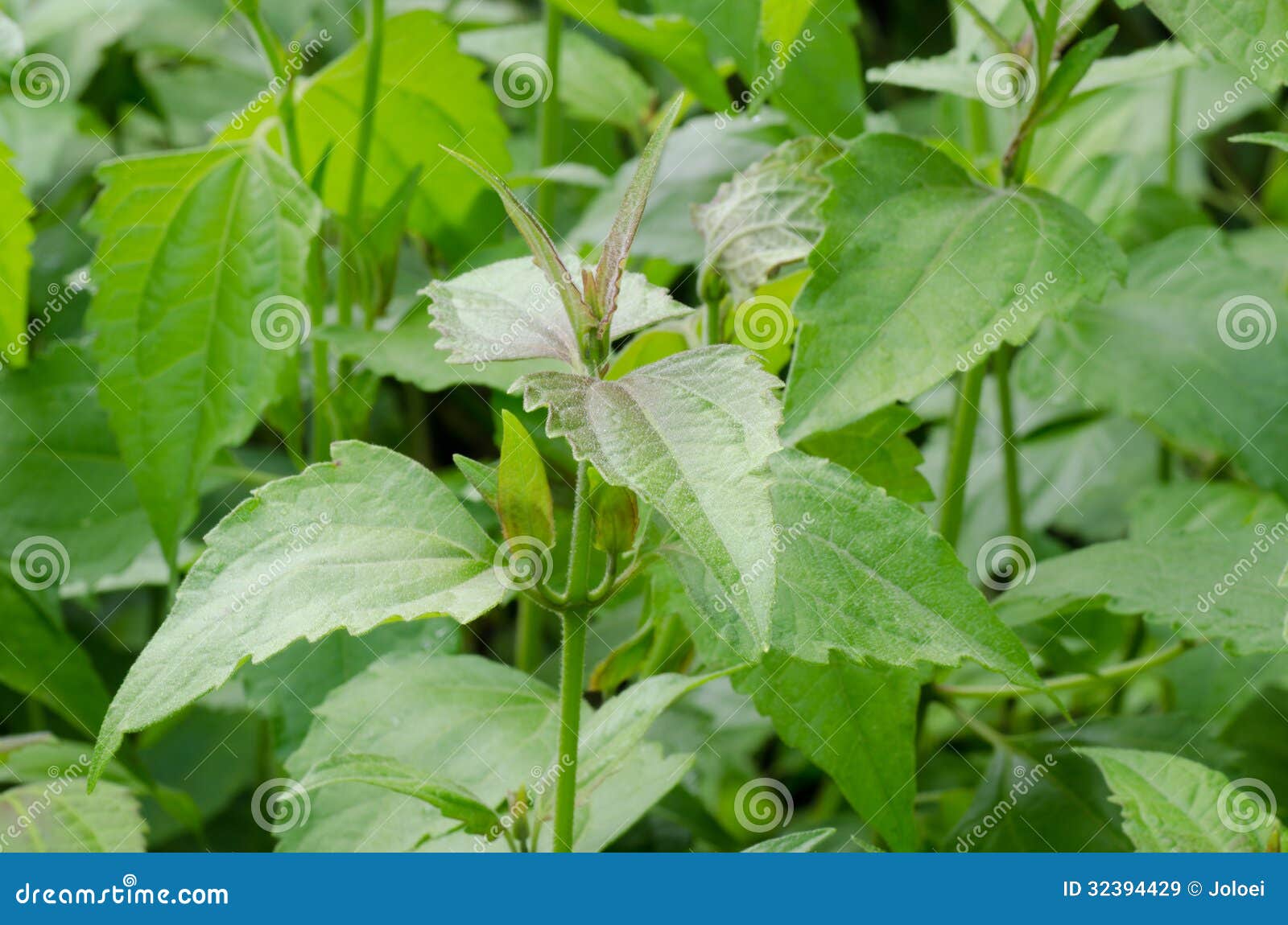 Siam weed stock image. Image of leaf, ageratum, asteraceae - 32394429