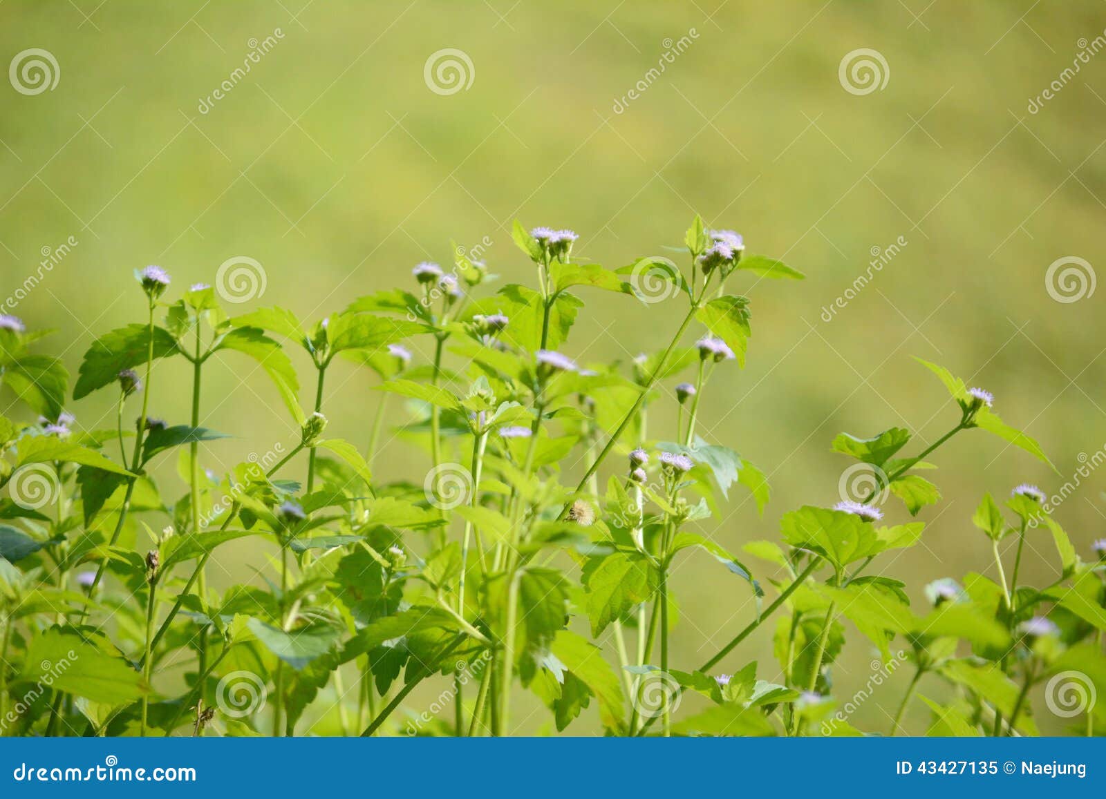 Siam Weed Stock Image | CartoonDealer.com #186409609