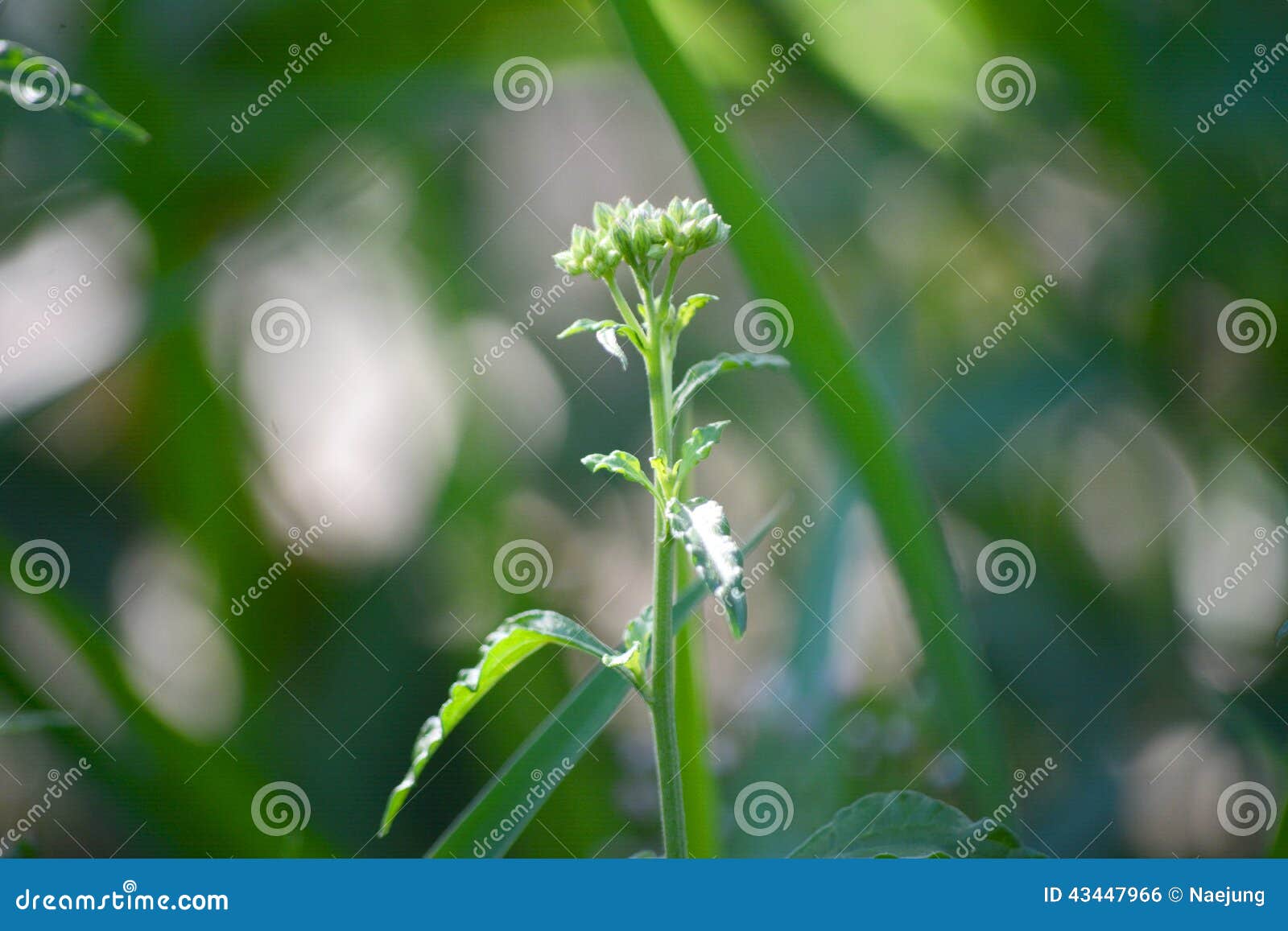 Siam weed stock photo. Image of flower, ageratum, green - 43447966