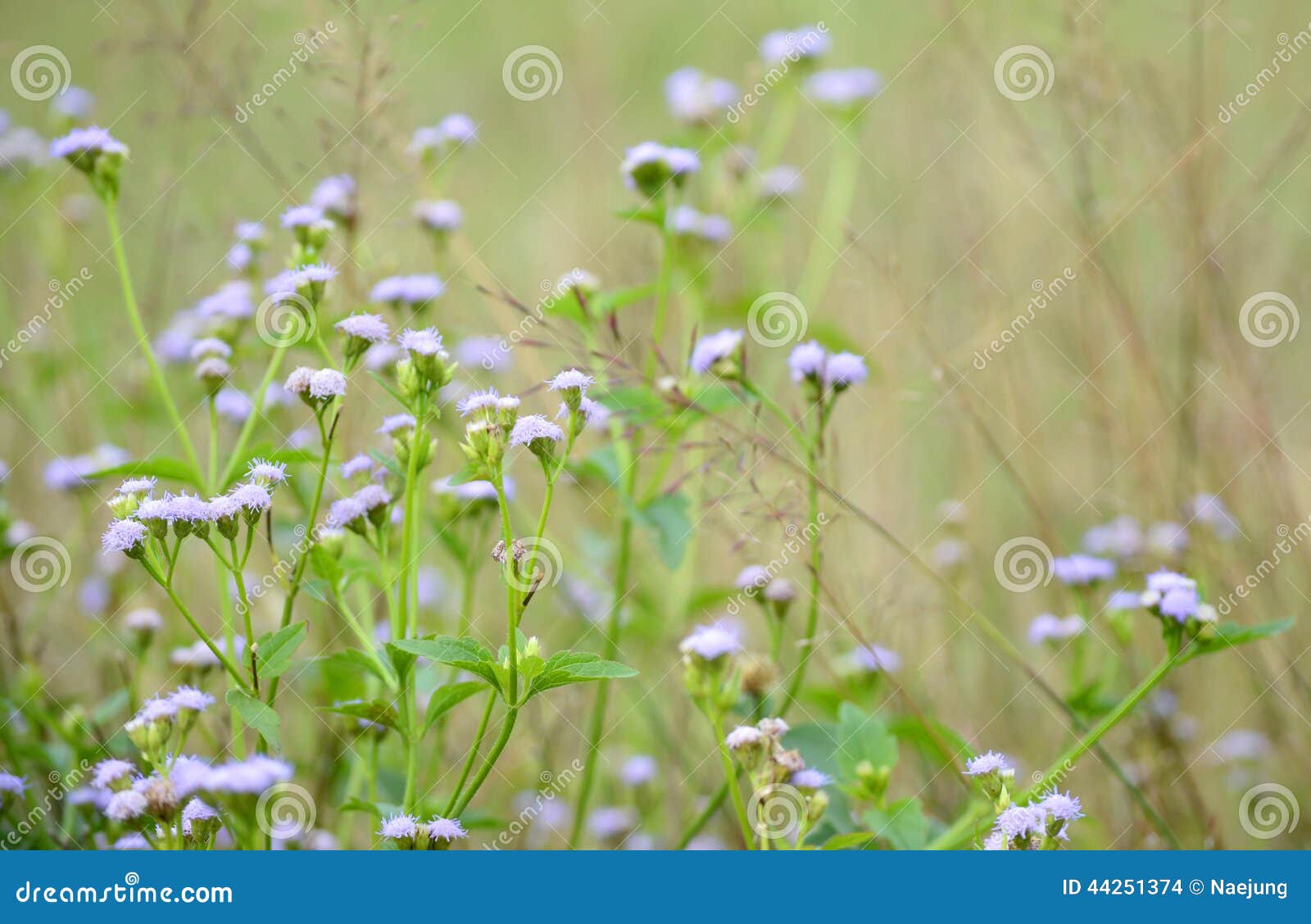 Siam weed stock photo. Image of leaf, bloom, farmer, green - 44251374