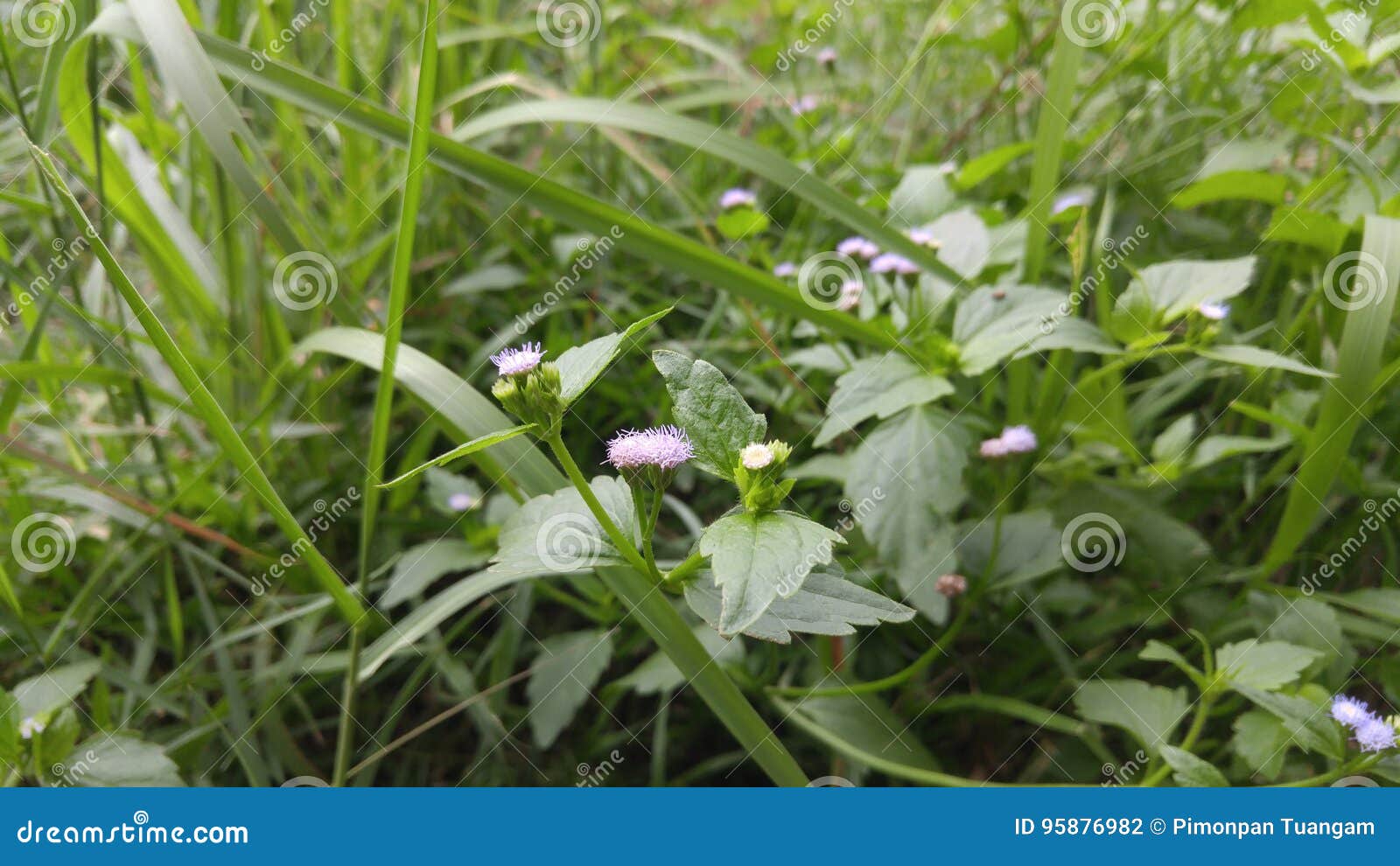 Siam Weed Growth in the Paddy. Stock Photo - Image of color, foliage ...