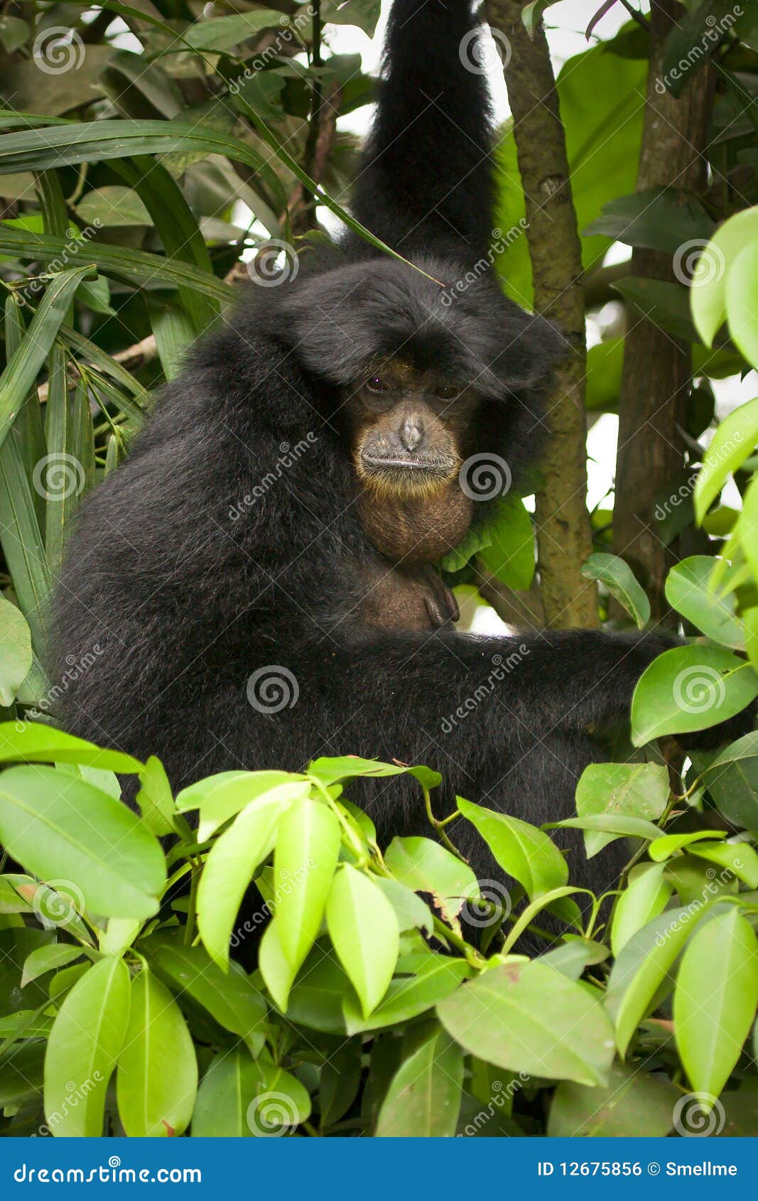 Siamang stock photo. Image of social, rainforest, malaysia - 12675856