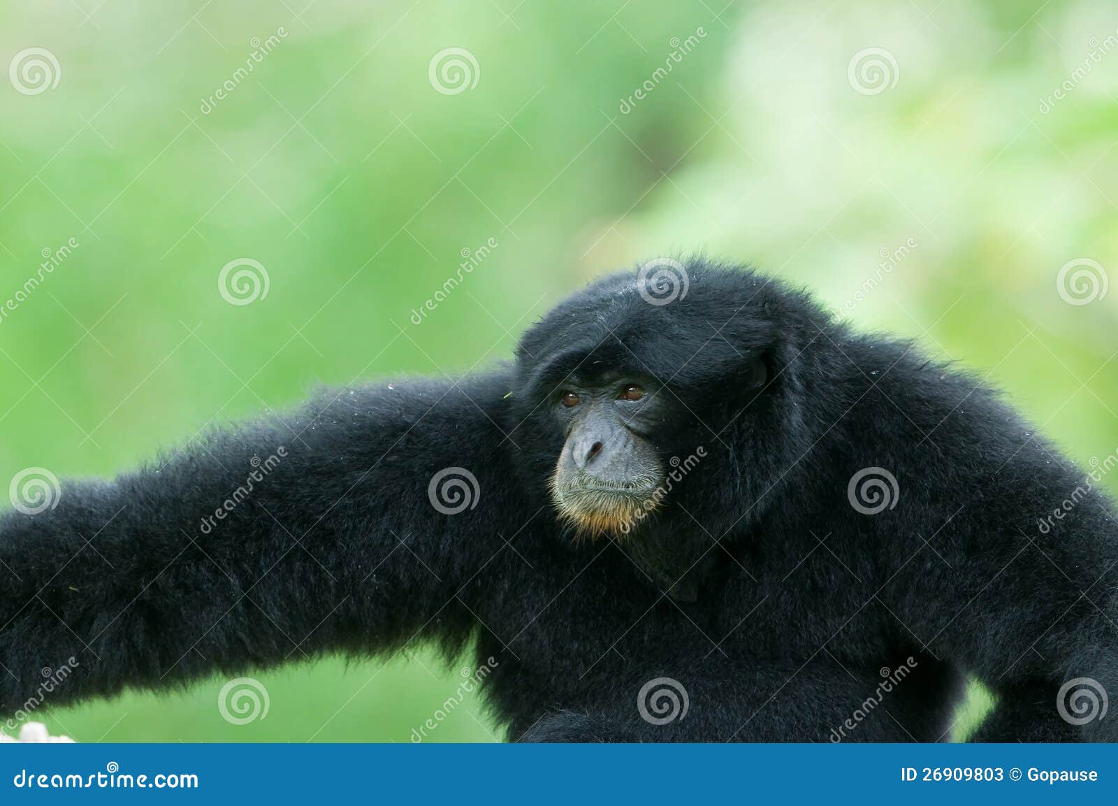Siamang stock image. Image of furry, gibbon, apes, folivores - 26909803