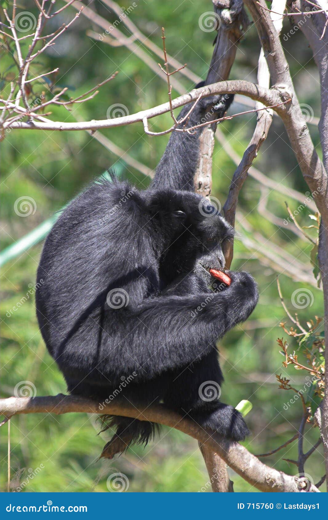 Siamang gibbon 2 stock photo. Image of siamang, hair, malaysia - 715760