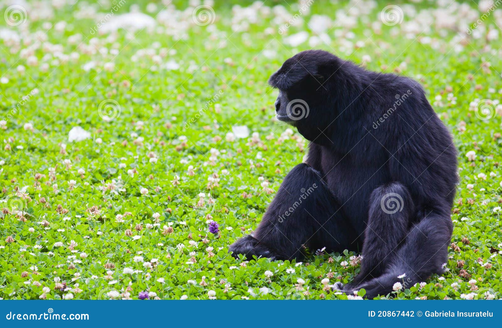 Siamang gibbon stock photo. Image of summer, specie, alone - 20867442