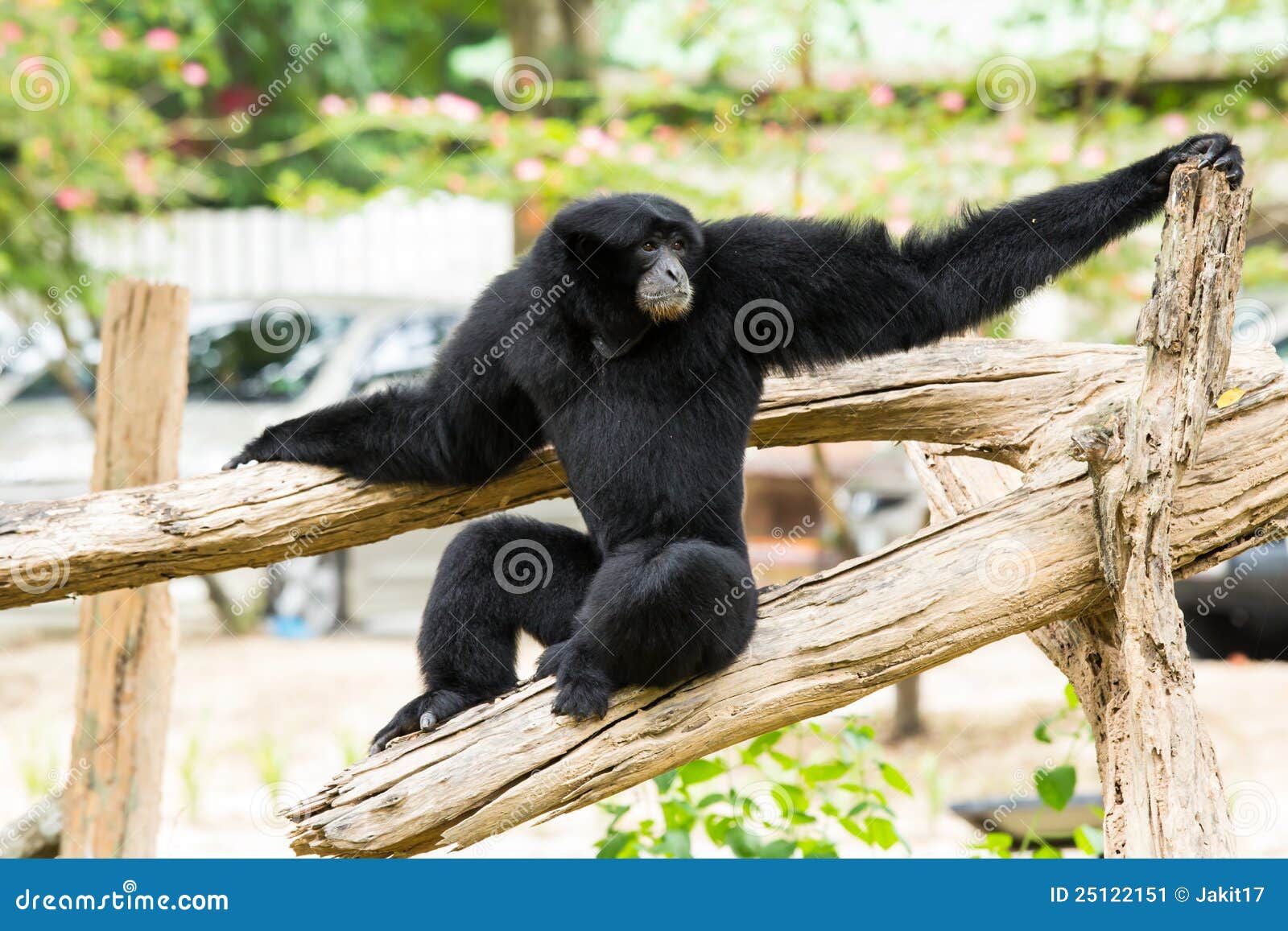 Siamang Gibbon stock image. Image of animal, asian, cute - 25122151