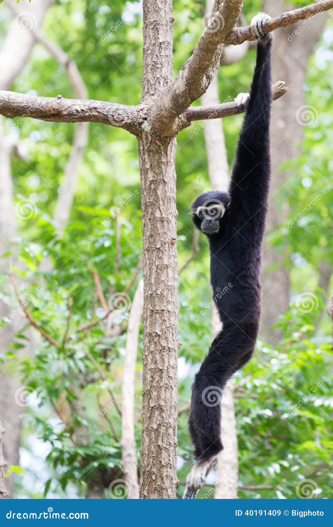 Gibbon Hanging On Tree Royalty-Free Stock Photography | CartoonDealer ...