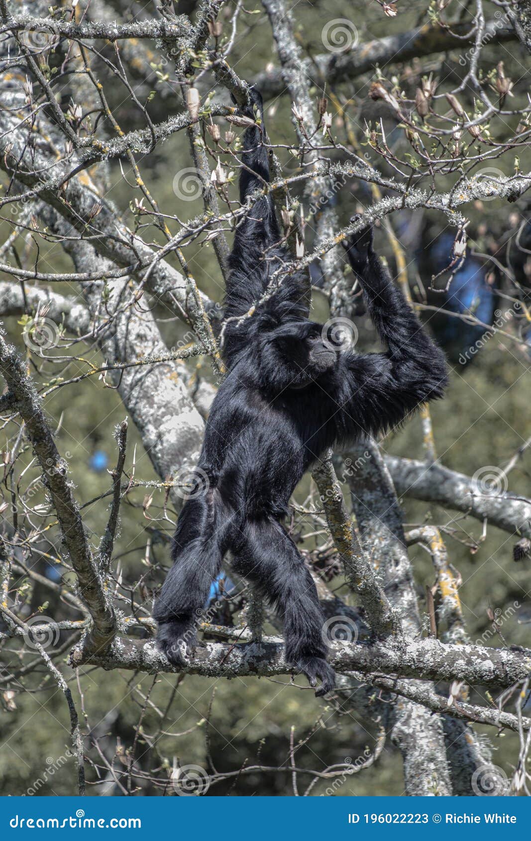 Siamang Gibbon Hanging from a Tree Being Playful Stock Image - Image of ...