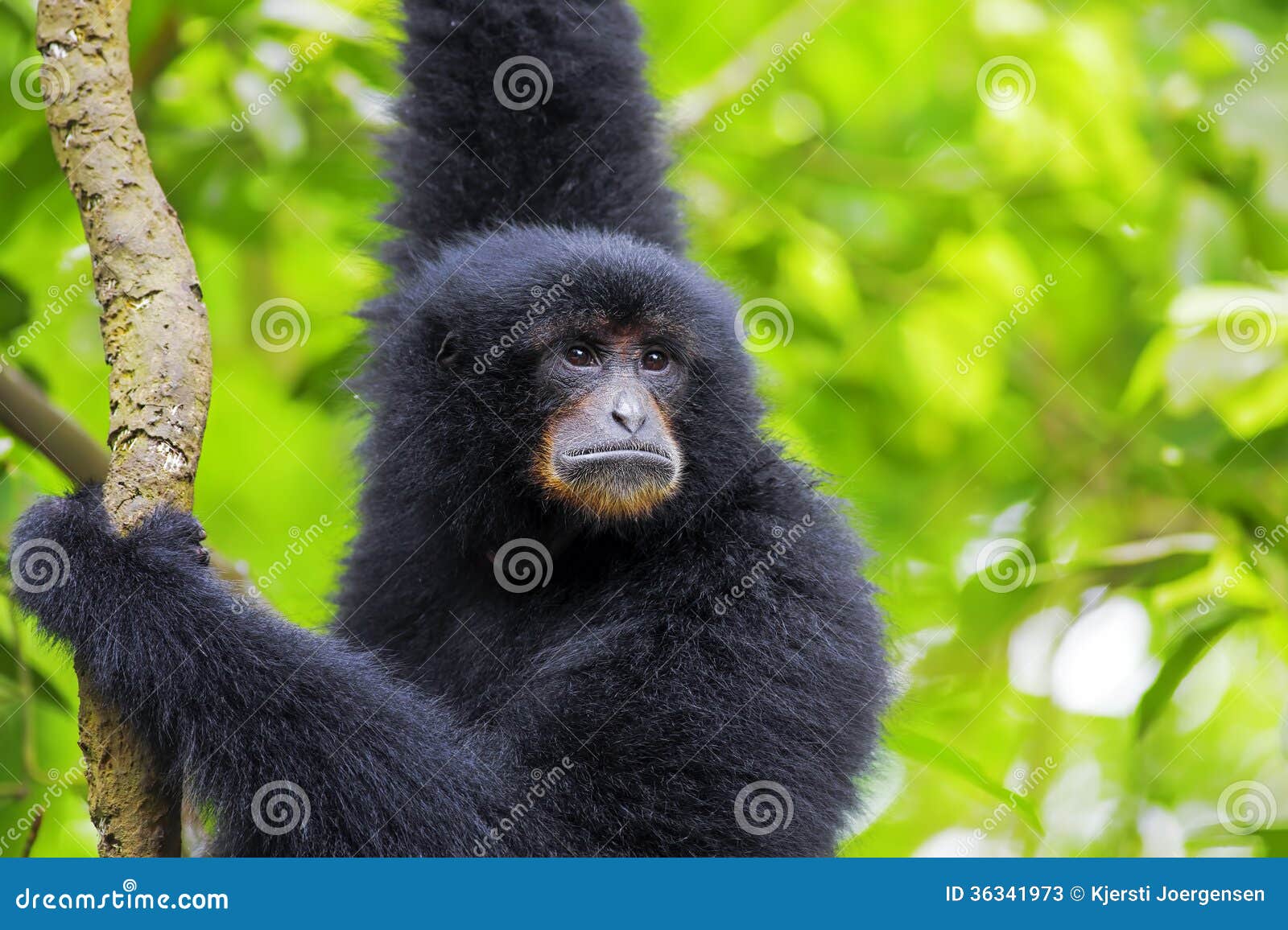 Siamang Gibbon stock image. Image of environment, sumatra - 36341973
