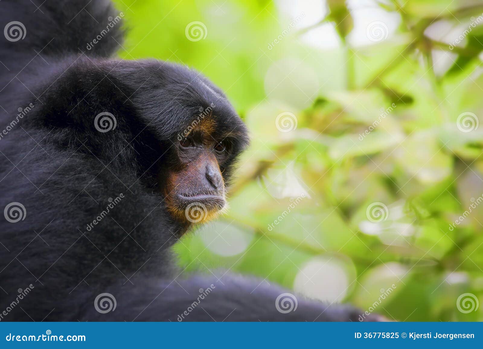 Siamang Gibbon stock image. Image of forest, monkey, mammal - 36775825