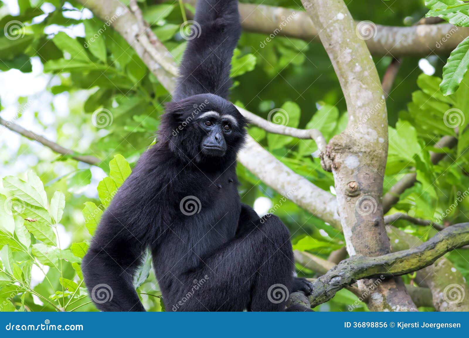 Siamang Gibbon stock photo. Image of jungle, asian, wilderness - 36898856