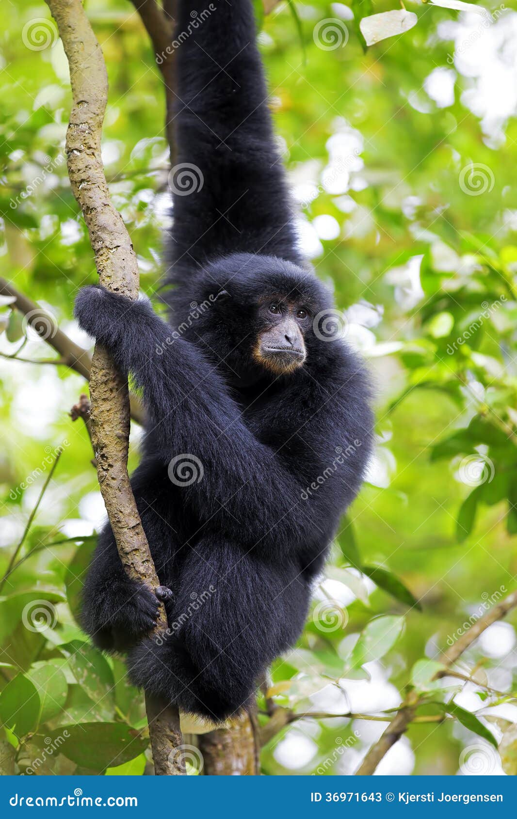 Siamang Gibbon stock image. Image of wildlife, swinging - 36971643