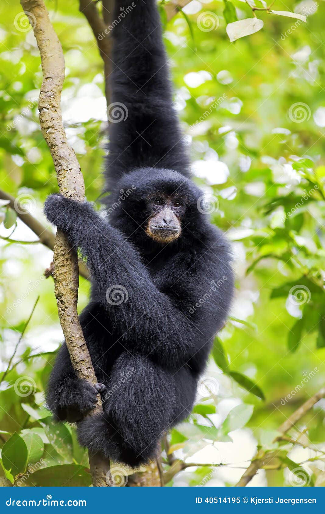 Siamang Gibbon stock image. Image of black, sumatra, jungle - 40514195