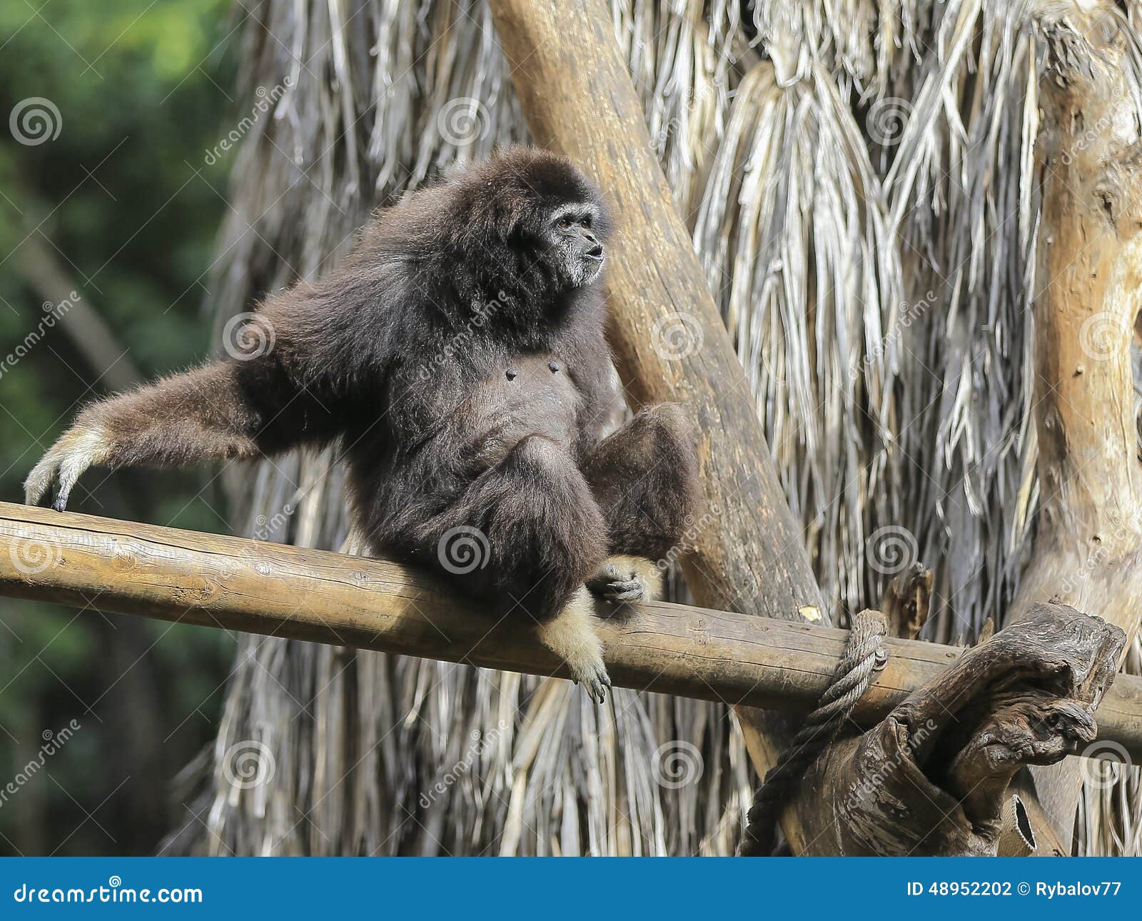 Siamang Gibbon stock photo. Image of sumatra, social - 48952202