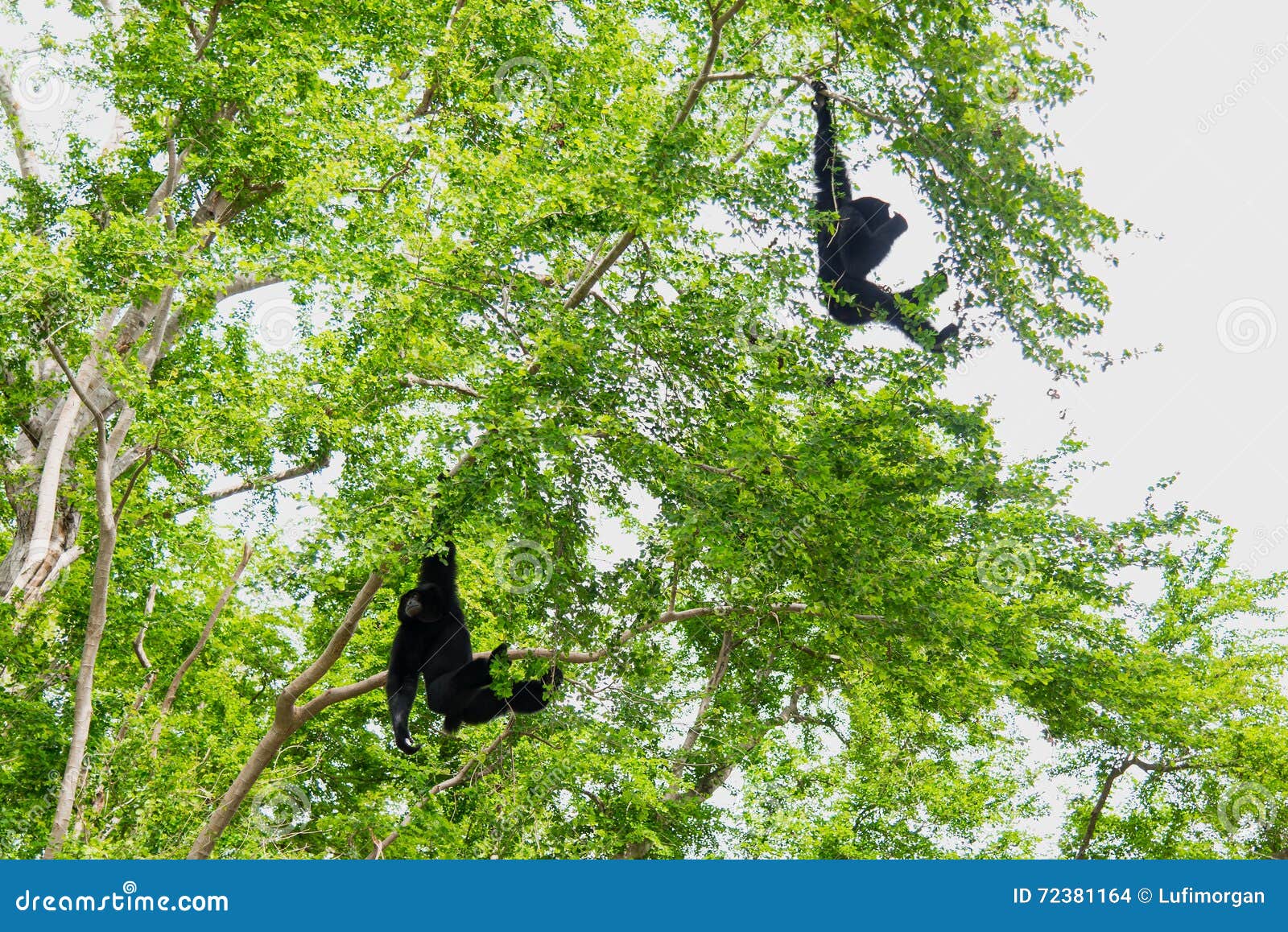 Siamang Gibbon hanging stock photo. Image of black, ecology - 72381164