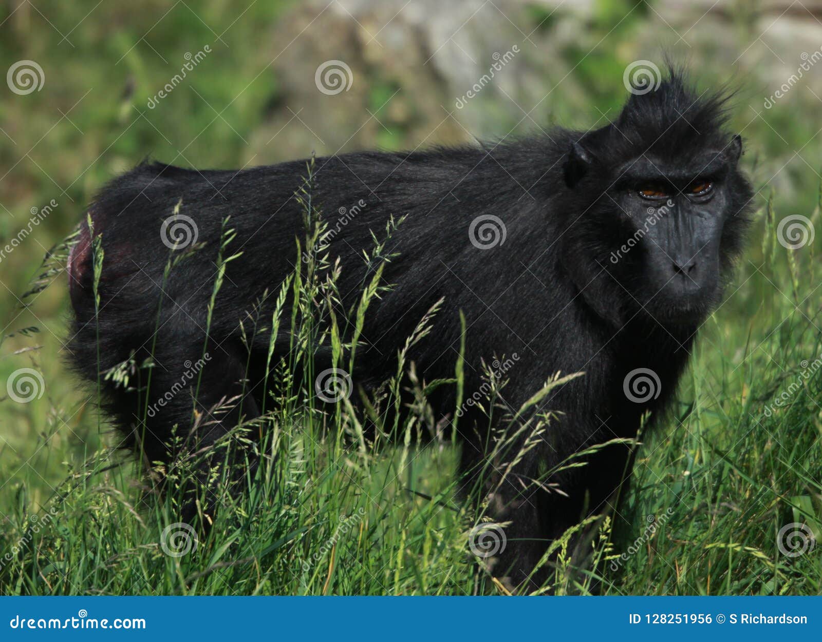 Siamang-Gibbon an Marwell-Zoo 2 Stockfoto - Bild von gibbone, schauen ...