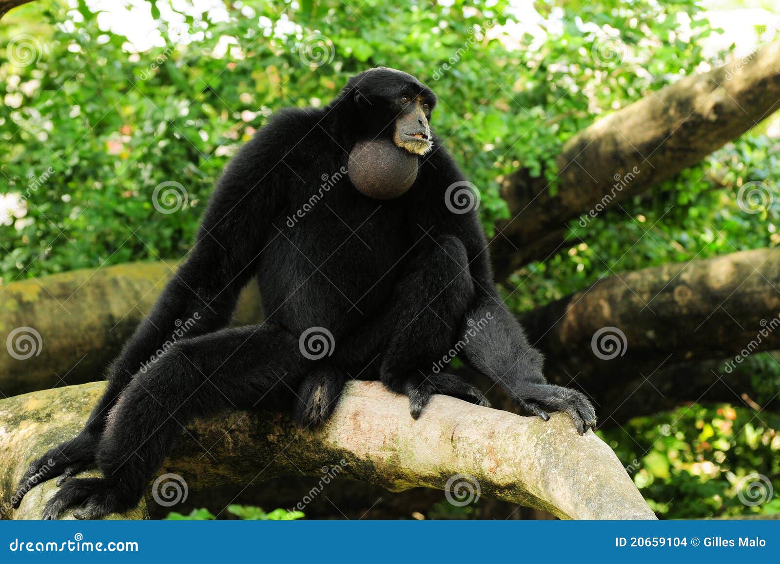 Siamang Gibbon Monkey stock photo. Image of gibbon, curious - 20659104