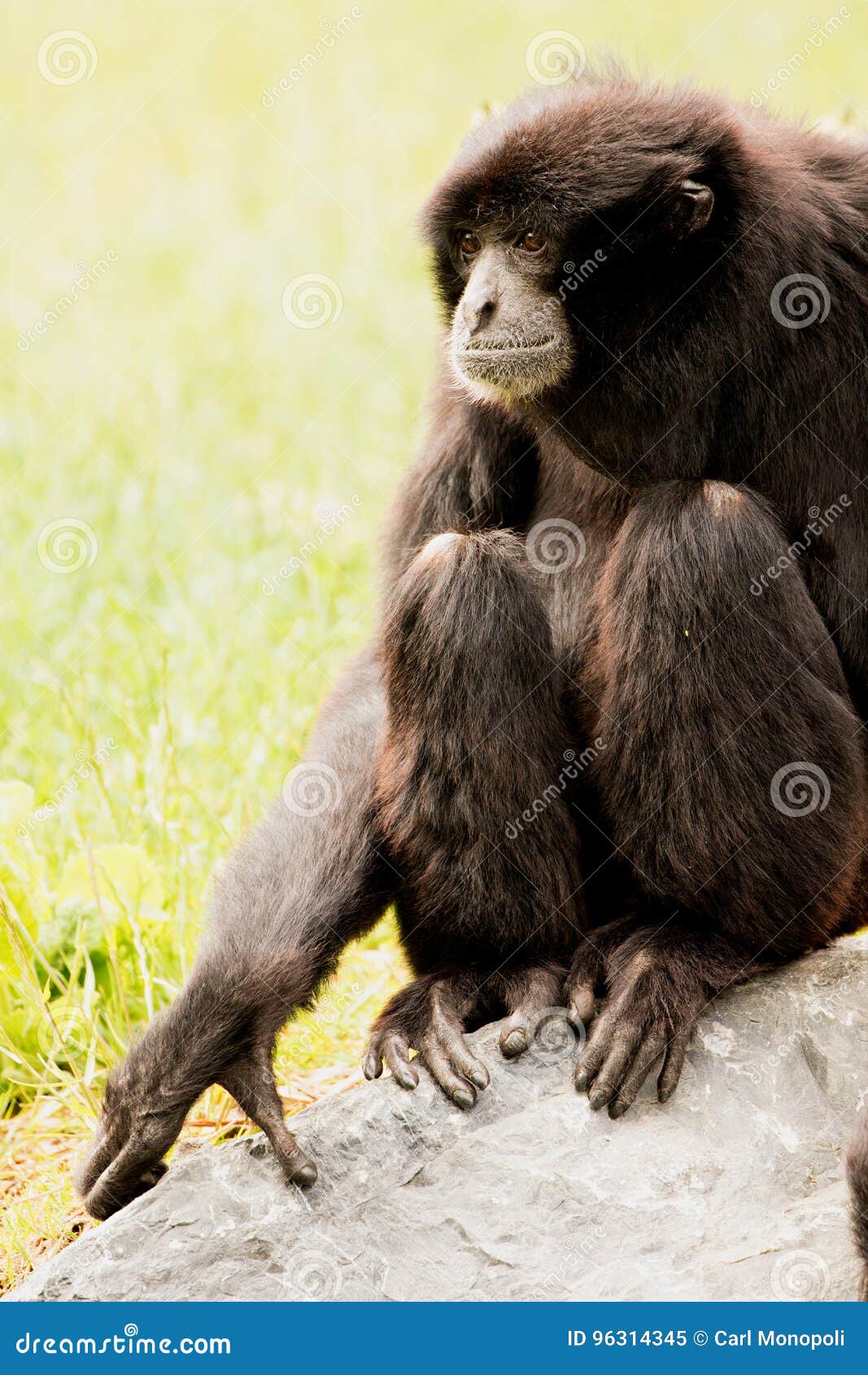 Siamang Gibbon stock image. Image of nature, gibbon, monkey - 96314345
