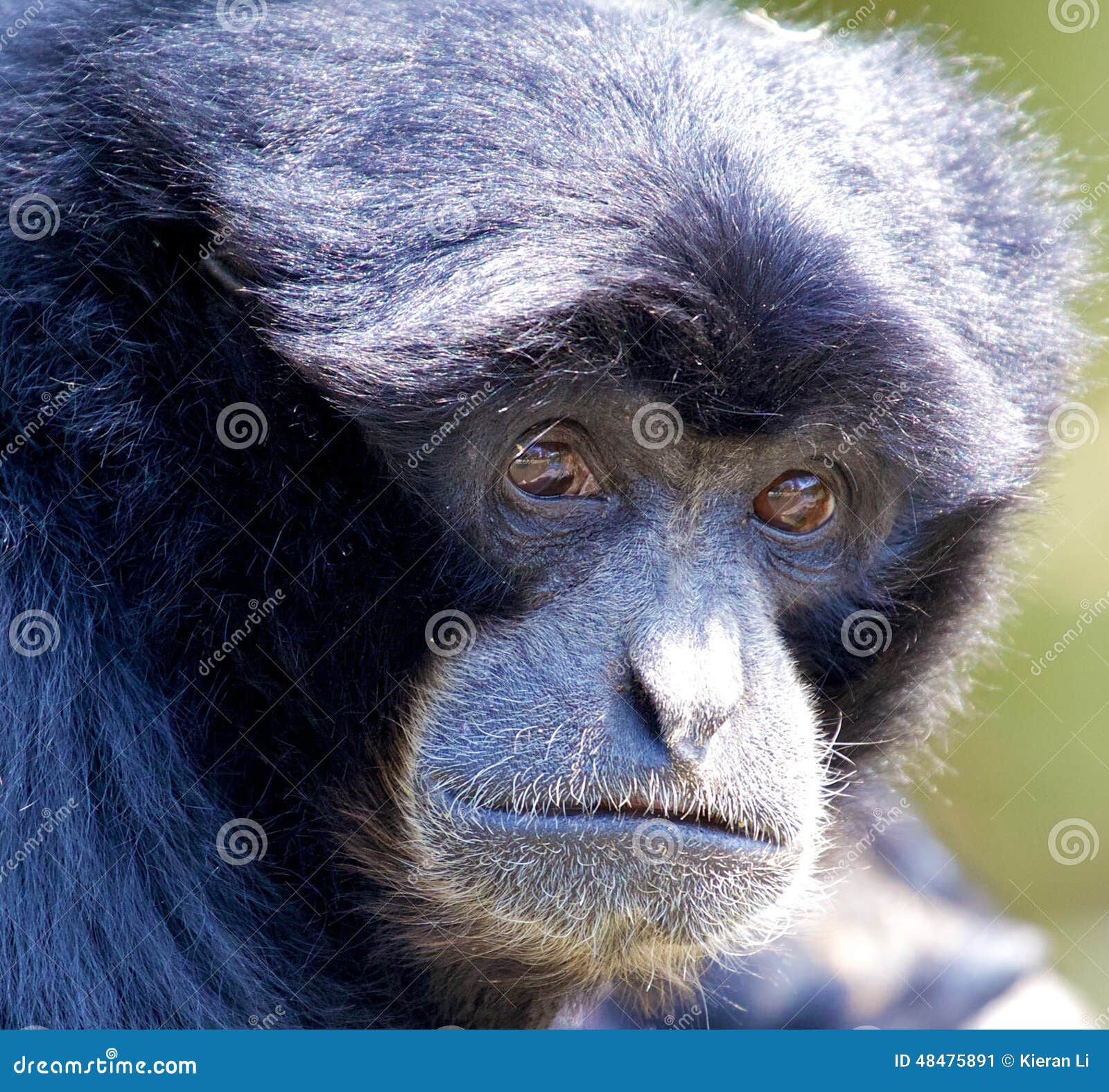 Siamang Gibbon stock image. Image of climate, area, culture - 48475891