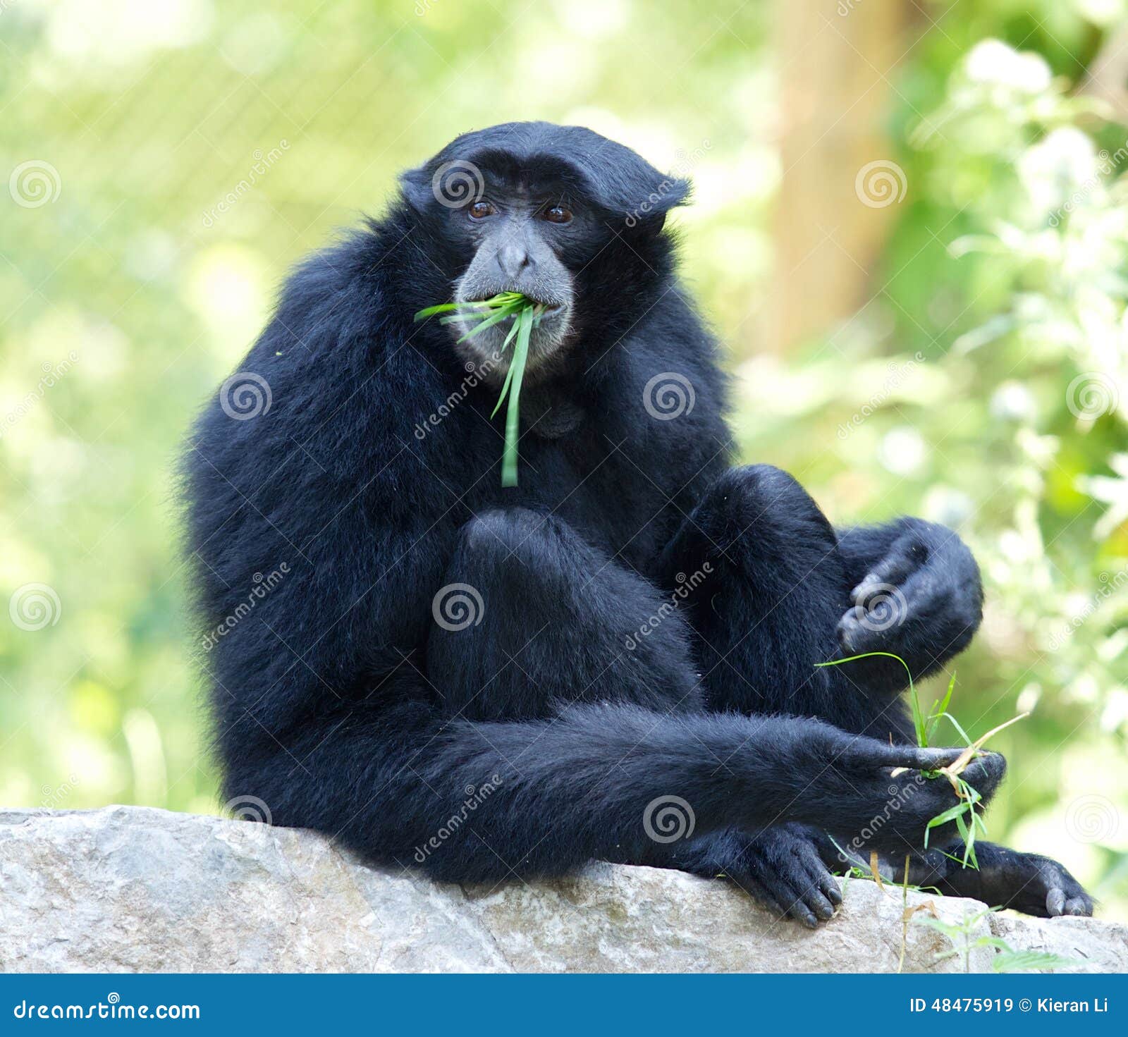 Siamang Gibbon stock image. Image of area, endangered - 48475919