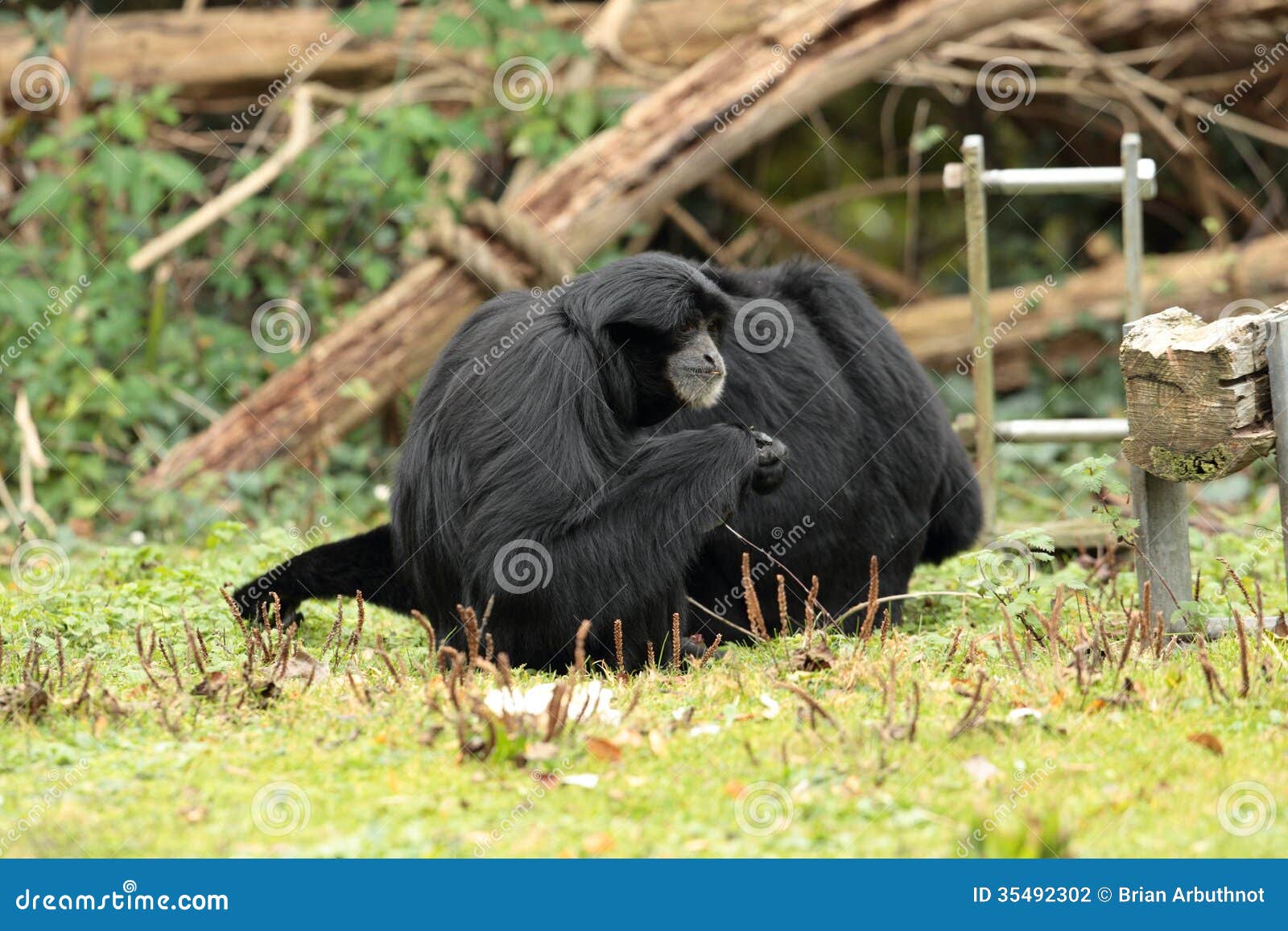 Siamang gibbon. stock photo. Image of mammals, wild, gibbons - 35492302
