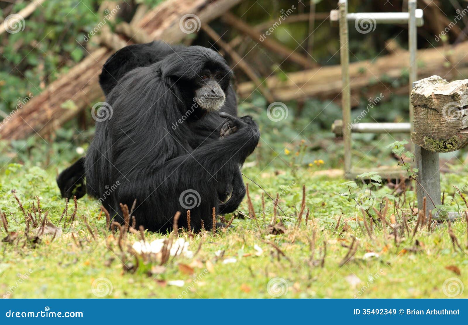 Siamang gibbon. stock image. Image of black, mammal, fauna - 35492349