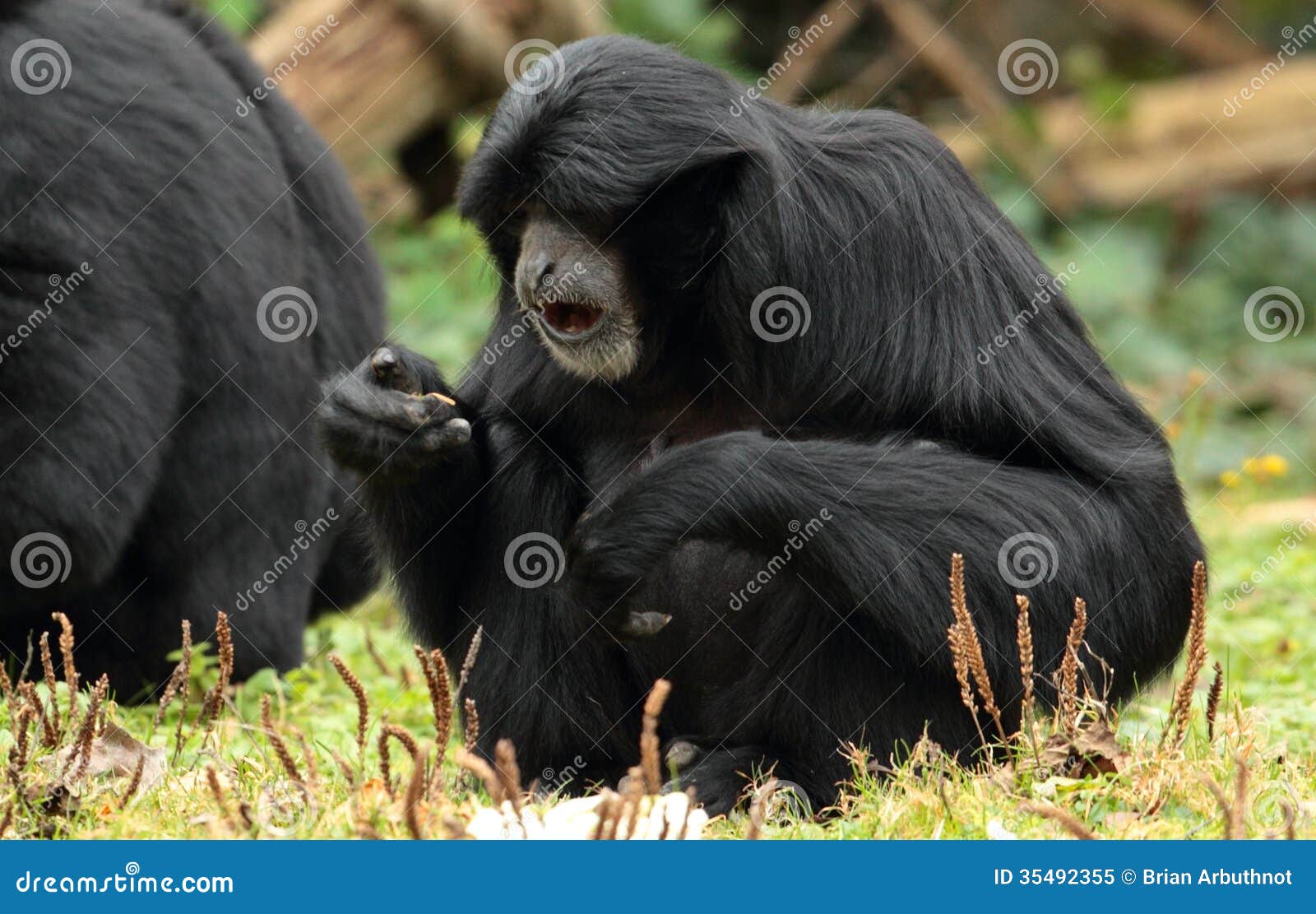 Siamang gibbon. stock image. Image of wild, mammals, wildlife - 35492355
