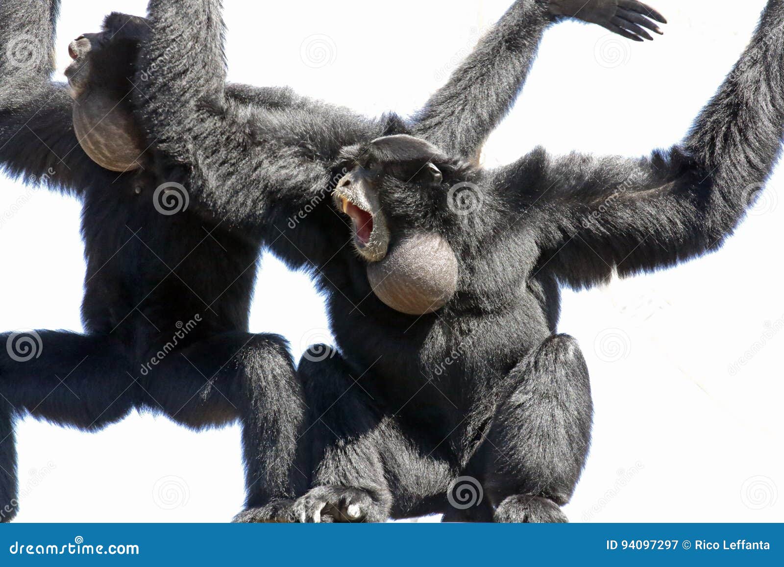 Siamang gibbons stock image. Image of sumatra, furry - 94097297