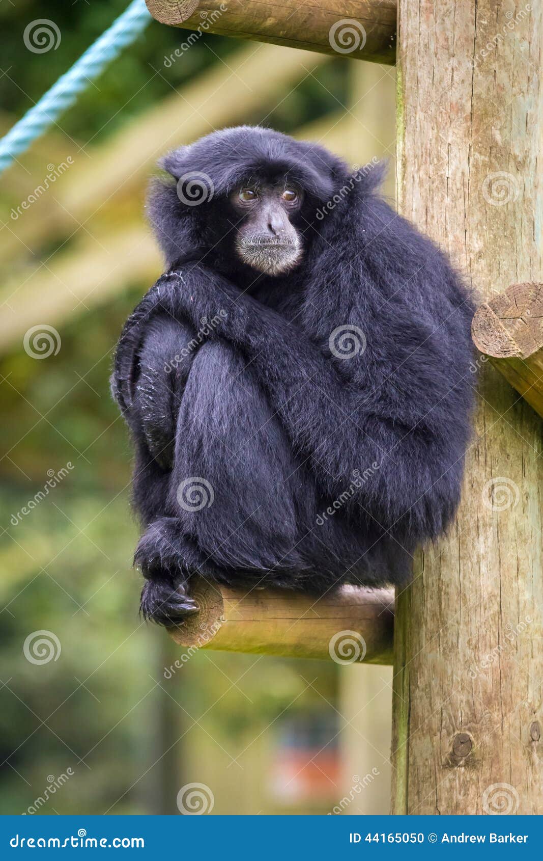 Siamang stock photo. Image of siamang, endangered, wild - 44165050