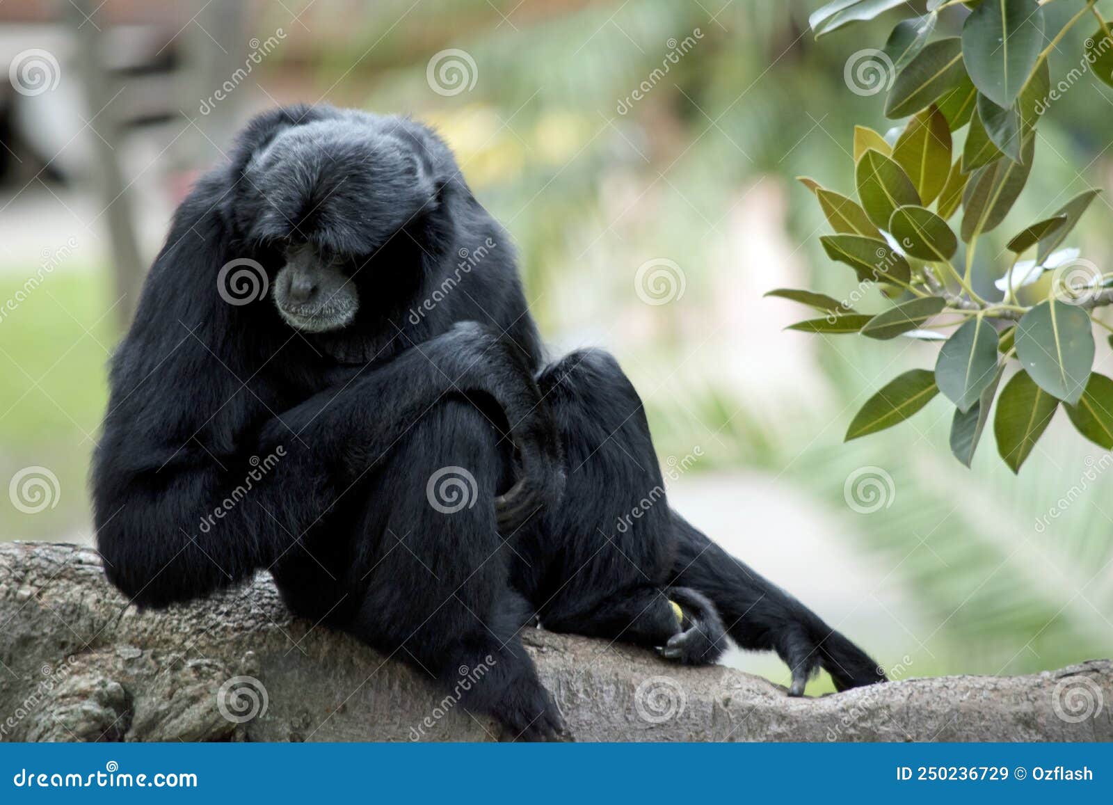 The Siamang Monkey is Black with a Grey Face Stock Image - Image of ...