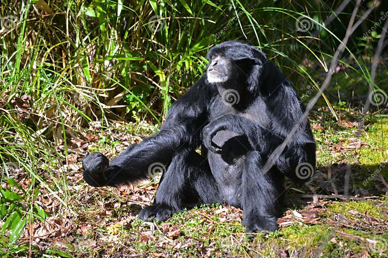 Siamang Monkey stock image. Image of endangered, peninsula - 54598465
