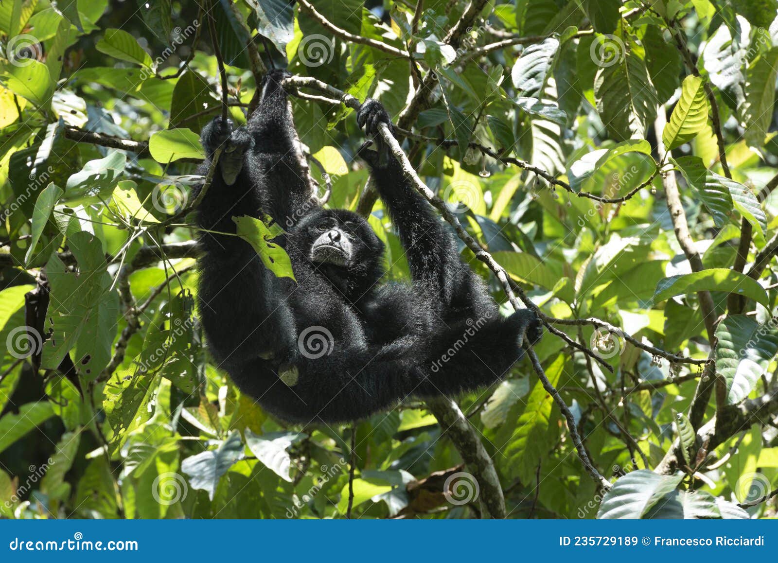 Siamang, Symphalangus Syndactylus With Long, Gangling Arms And Long ...