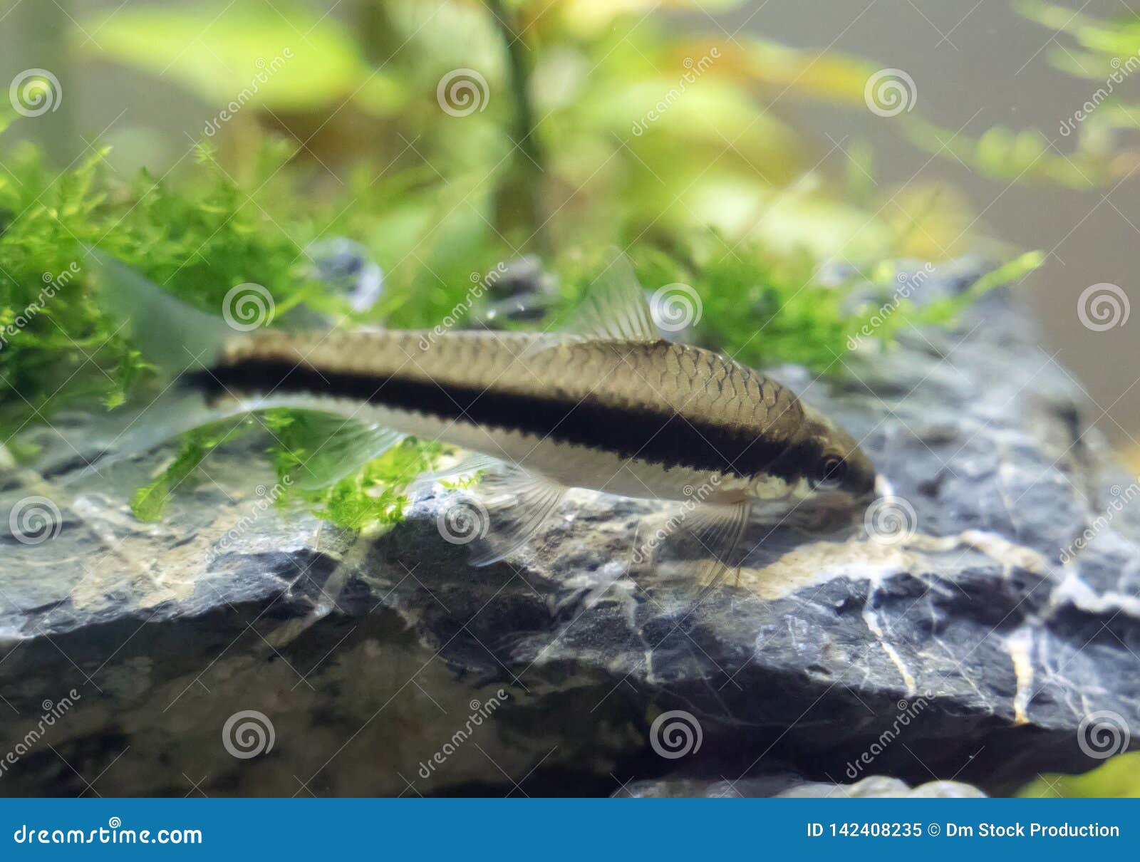 Crossocheilus oblongus stock image. Image of stigmaeus - 142408235