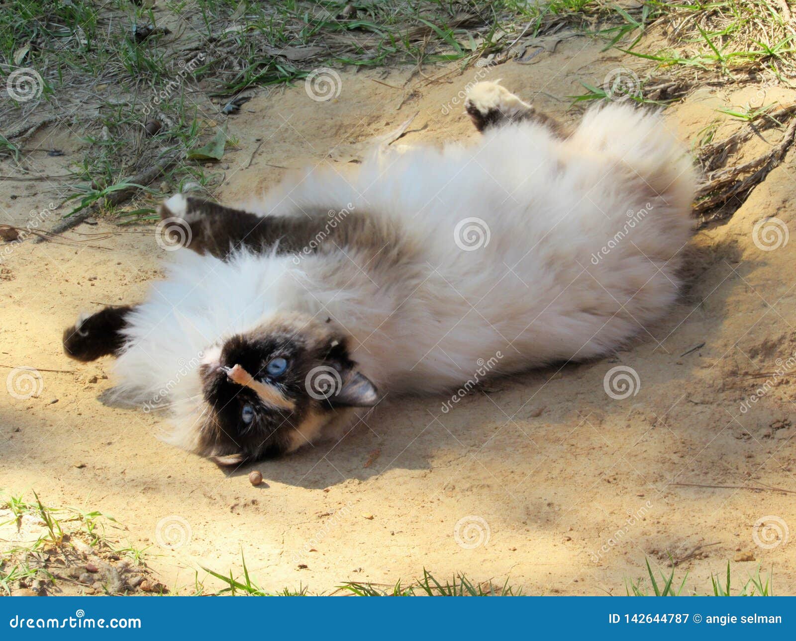 Siamese American Bobtail Manx Cat Stock Image - Image of siamese ...